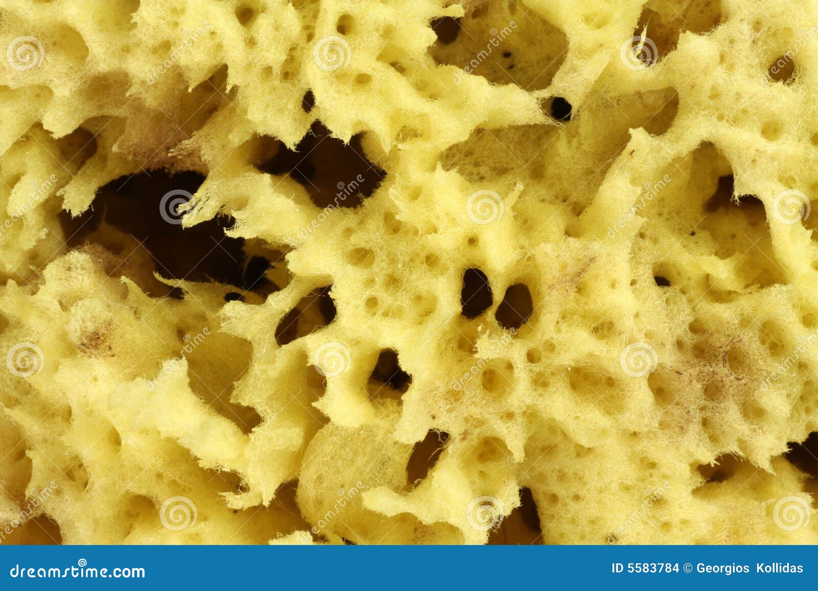 Natural Sponge stock photo. Image of bright, wallpaper - 5583784
