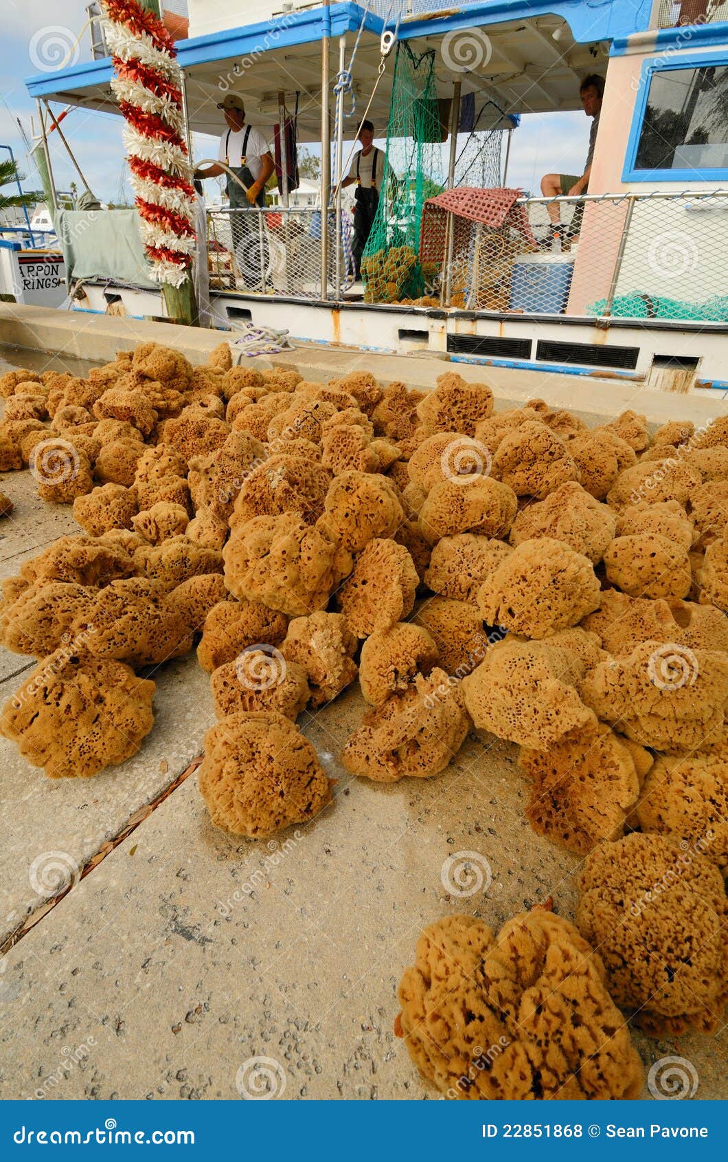 Natural Sponge Harvest editorial stock photo. Image of harvest - 22851868