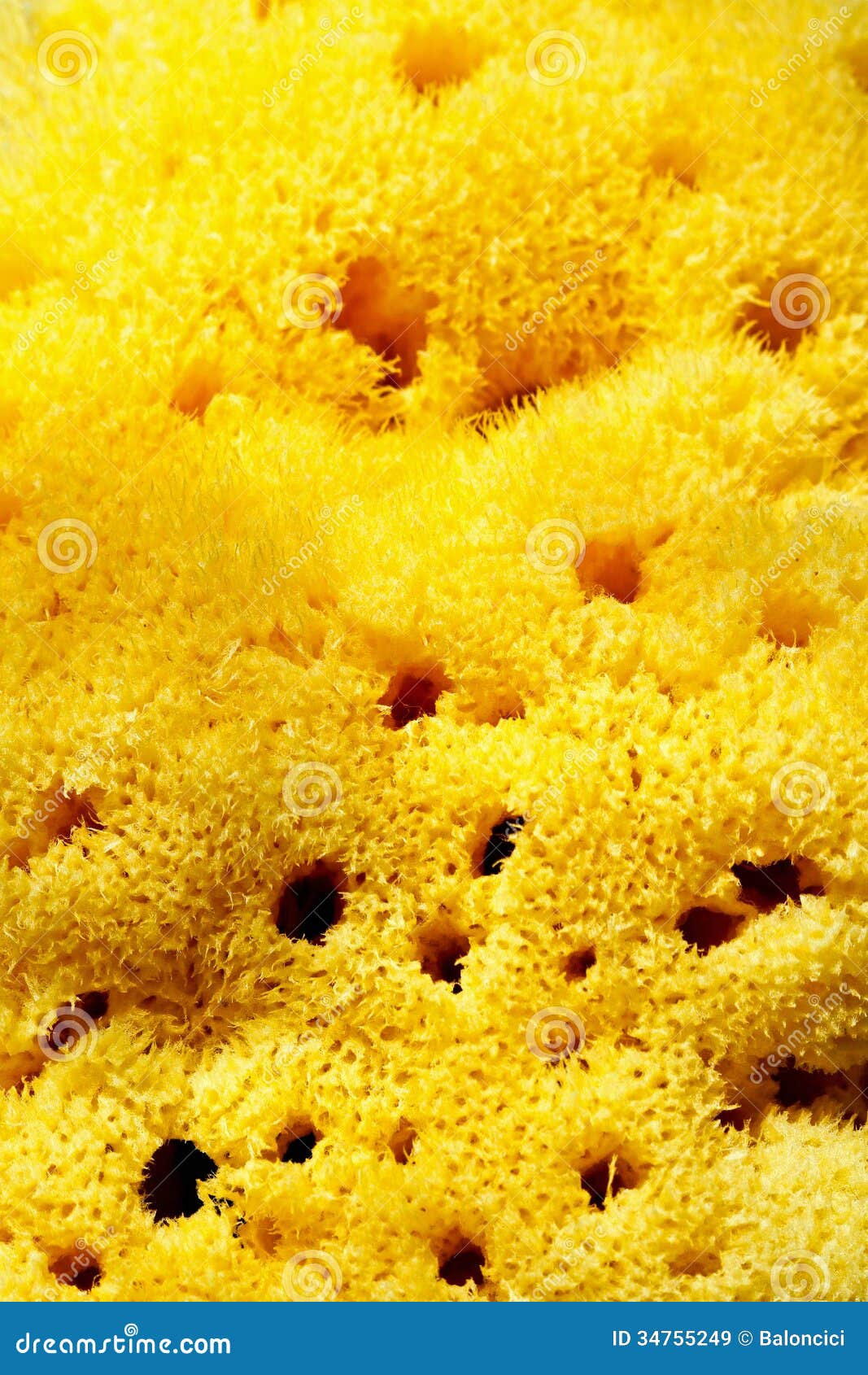 Natural sponge stock image. Image of shower, background - 34755249