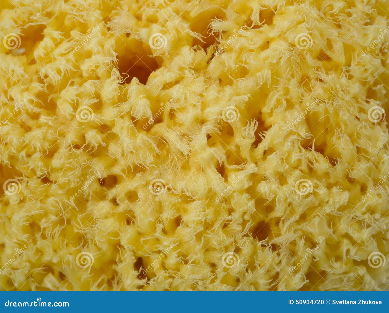 Natural sponge texture stock photo. Image of sponge, hygiene - 50934720