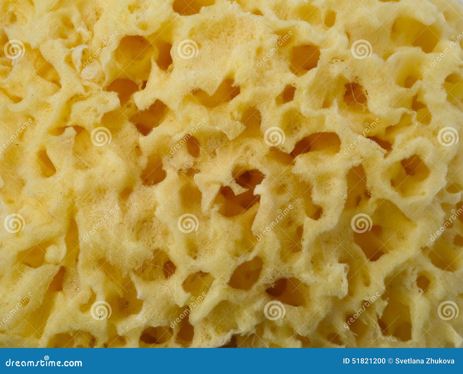 Natural sponge texture stock photo. Image of porous, care - 51821200