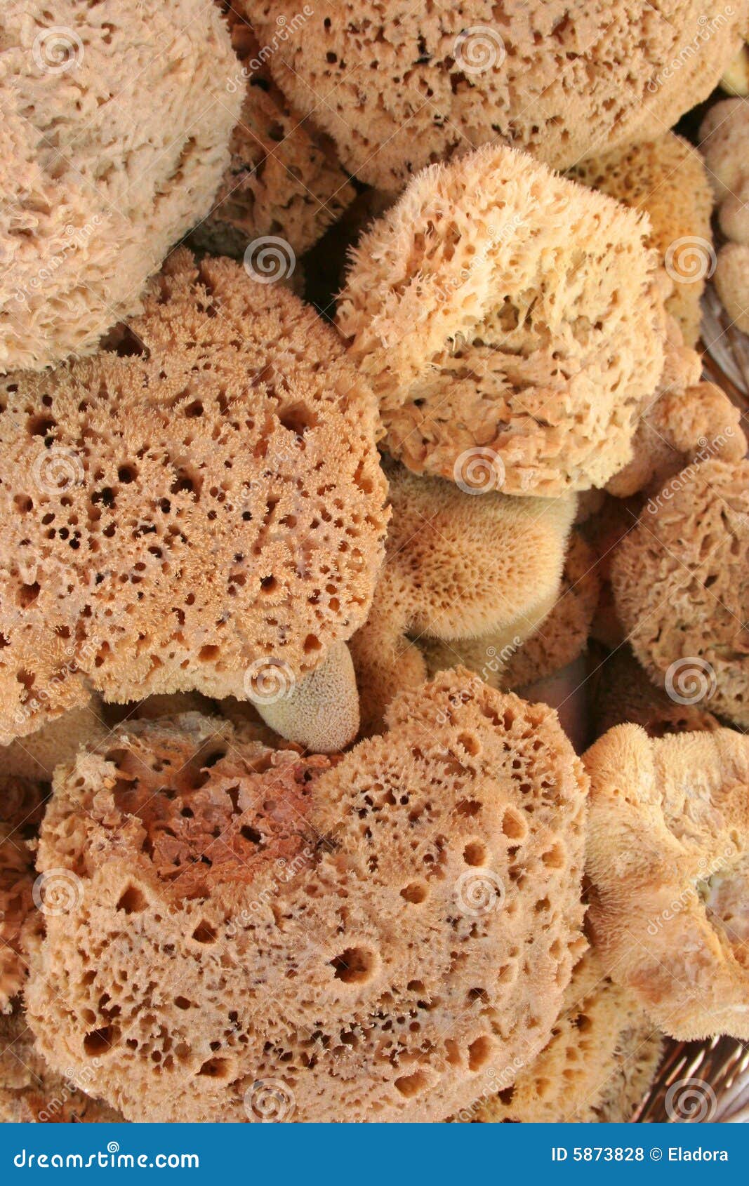 Natural sponges stock photo. Image of care, wash, healthy - 5873828