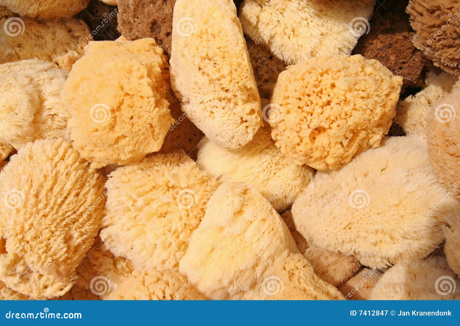 Natural Sponges stock image. Image of dried, ocean, life - 7412847
