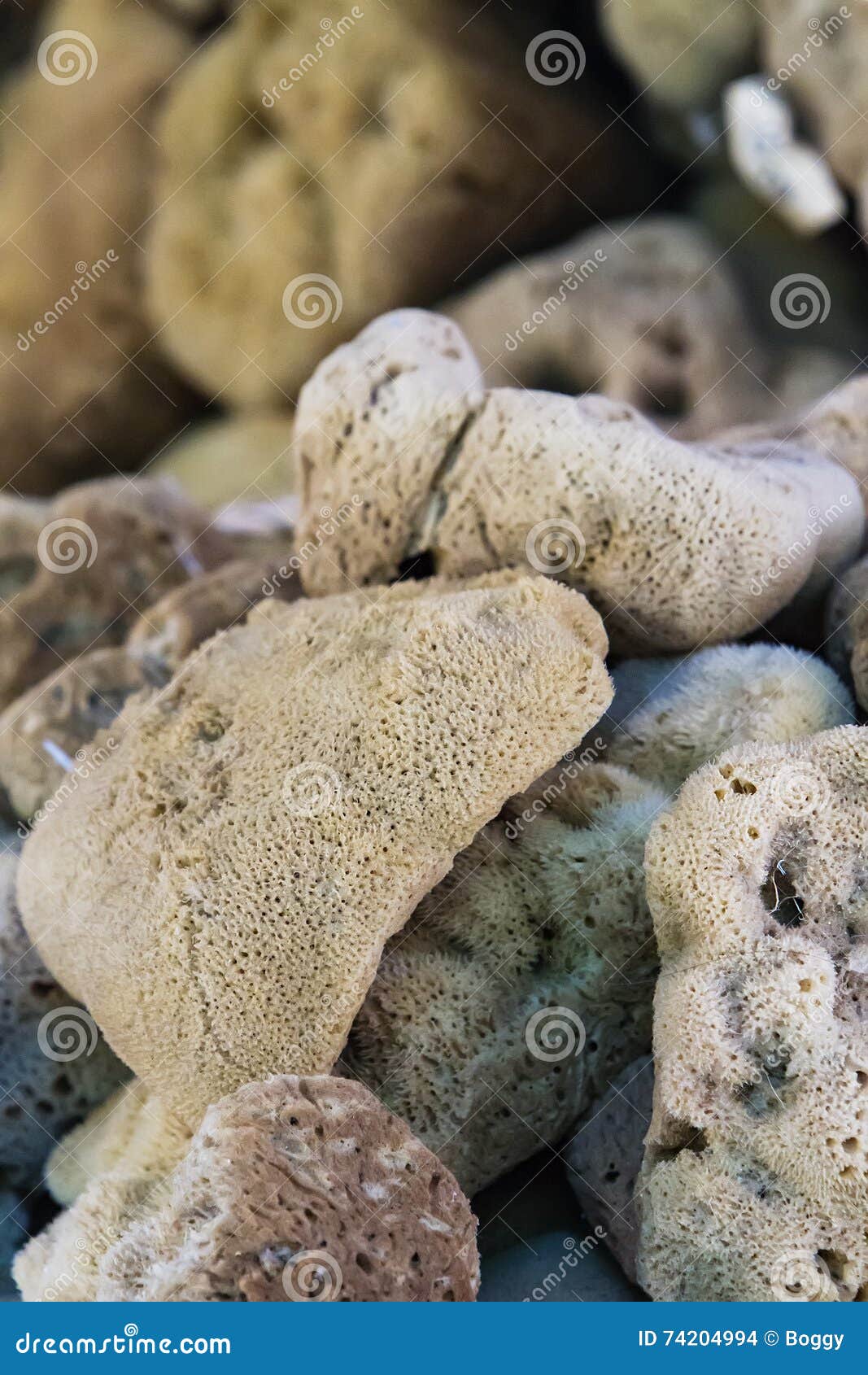Natural sponges stock photo. Image of greece, sponge - 74204994