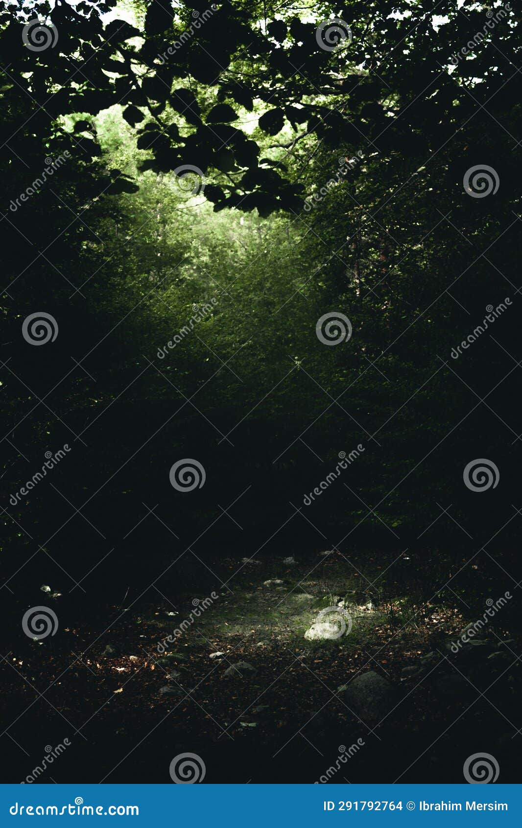 Natural Spotlight in the Deep Dark Forest in Bulgaria. Stock Photo ...