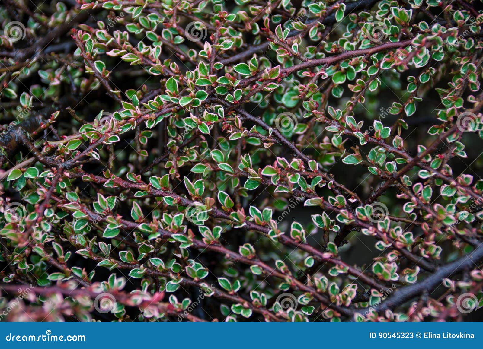 Natural spring background stock image. Image of motley - 90545323