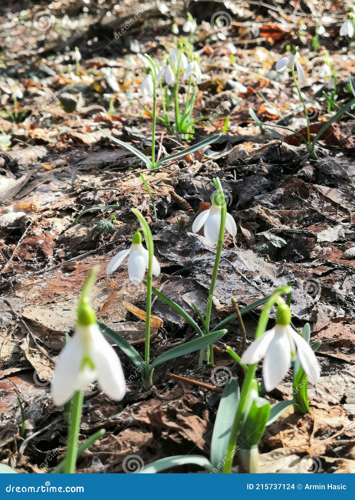 Natural Spring Beauty Natural Flower White Flower Stock Photo - Image ...