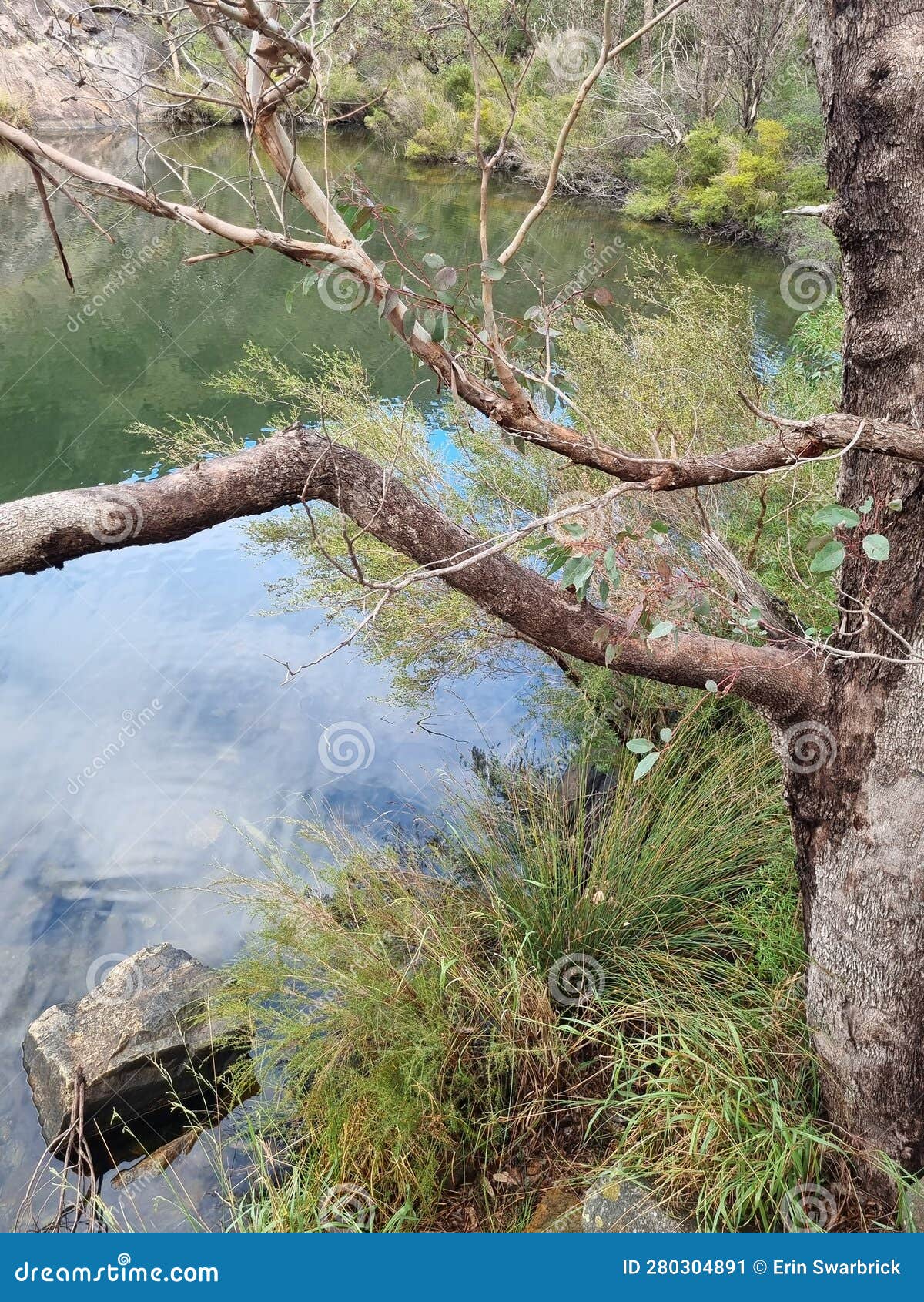 Natural Spring Bordered by Native Tree Stock Image - Image of water ...