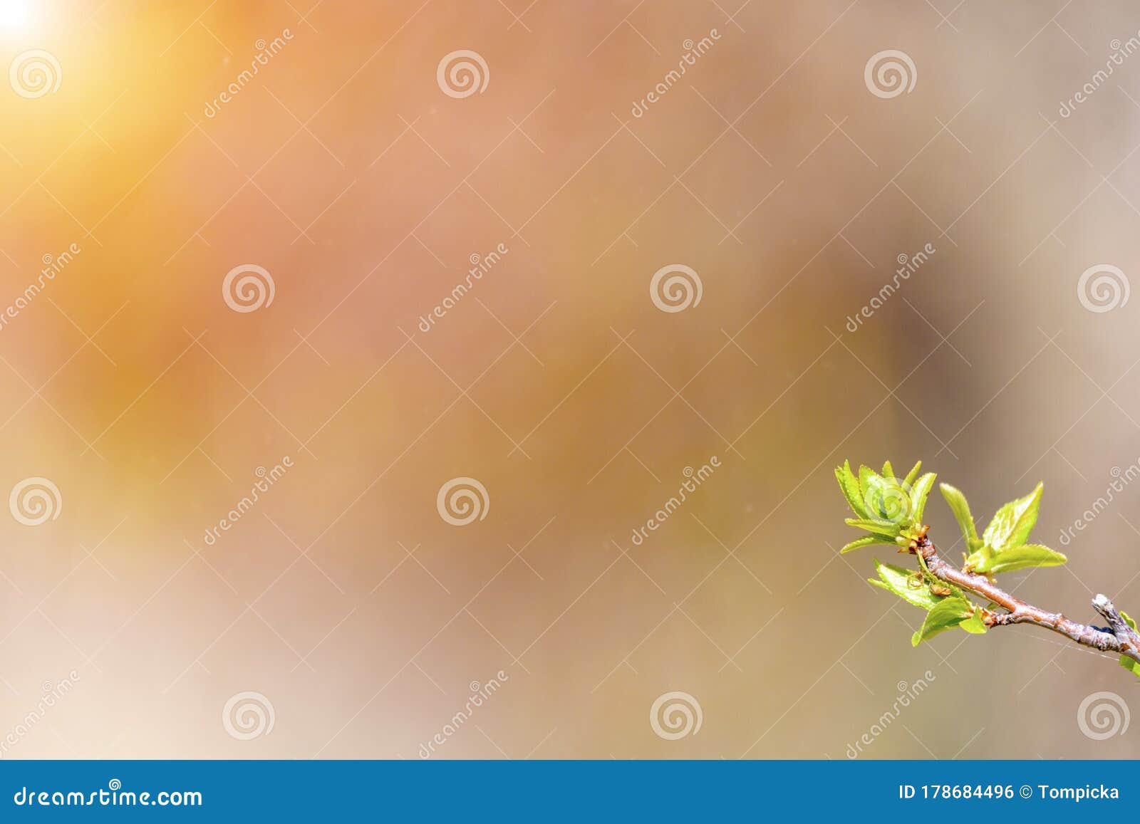 Natural Spring Close Up Background with Selective Focus Stock Photo ...