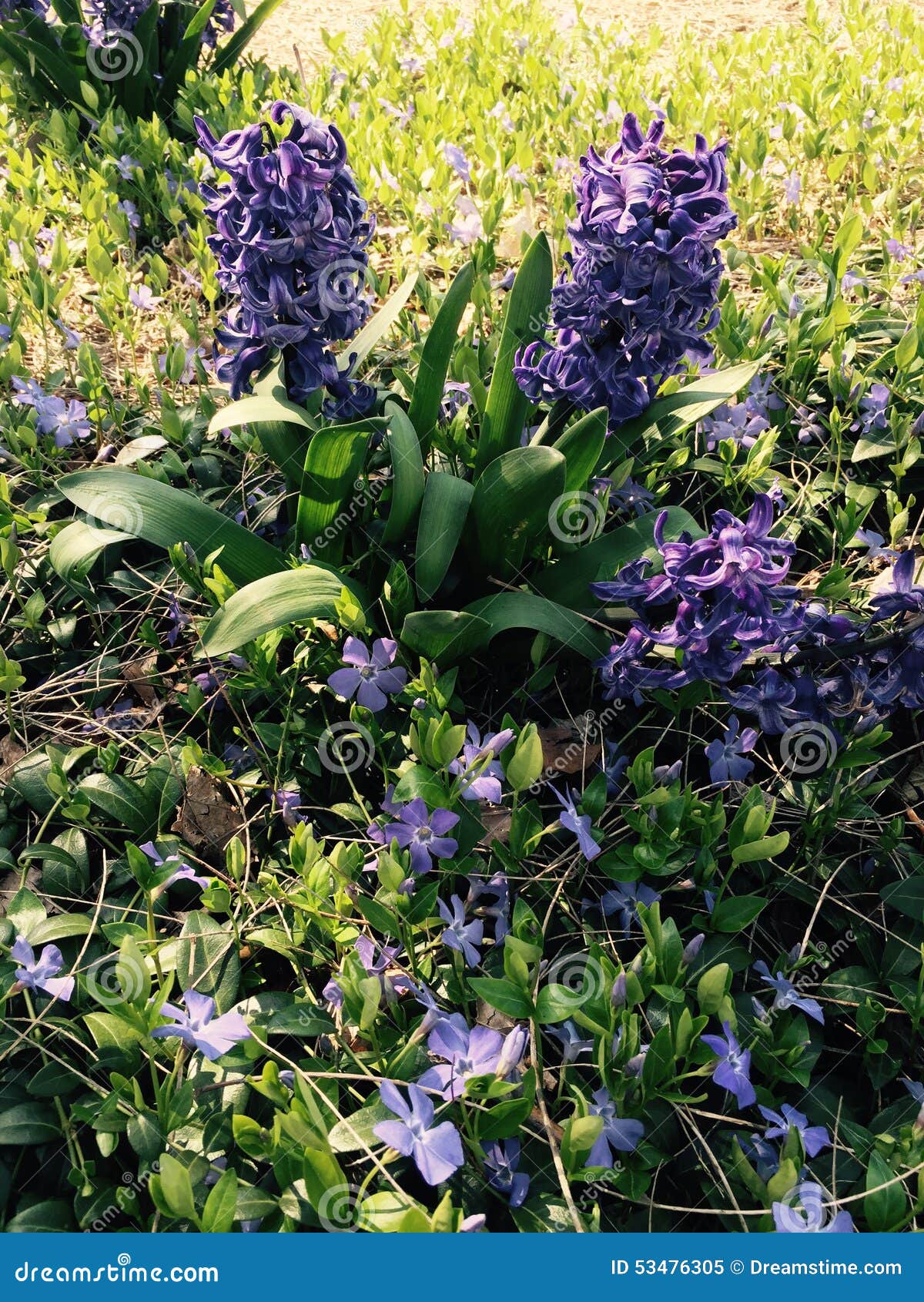 Natural spring stock image. Image of flower, plant, flowers - 53476305