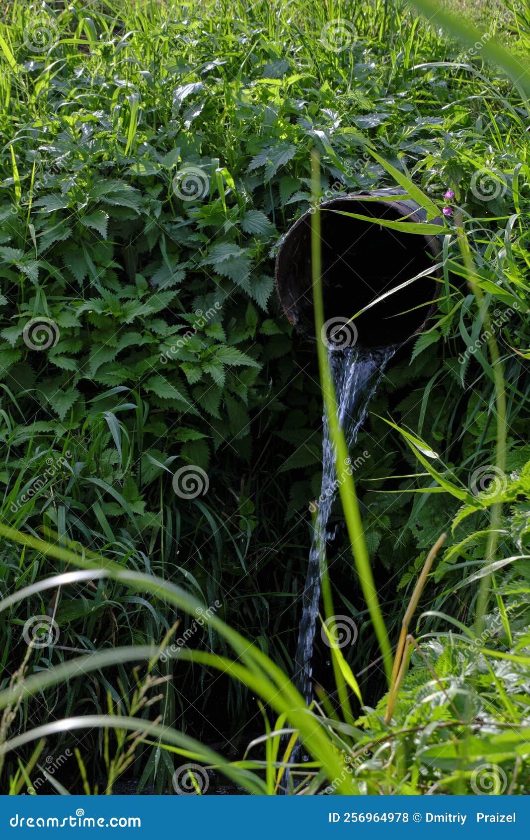 Natural Spring Flows from Pipe through Thicket Nettles Stock Photo ...