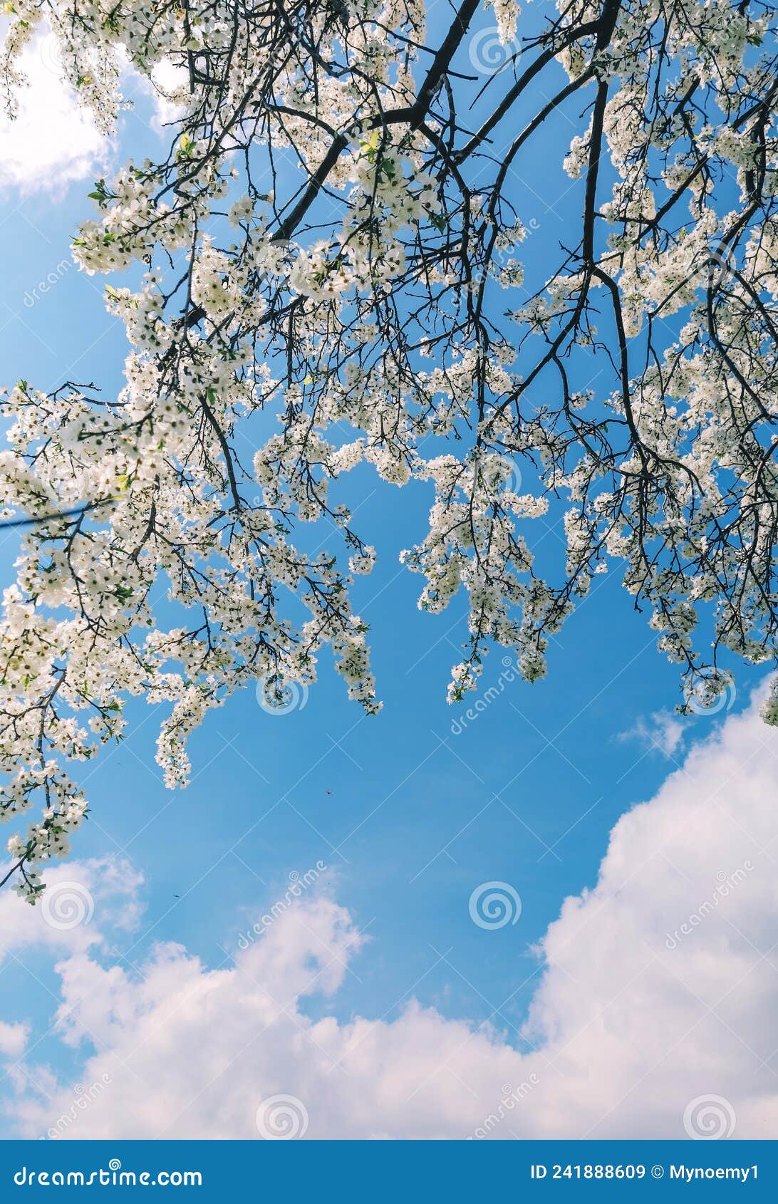 Natural Spring Light Background Stock Image - Image of cherry, flowers ...