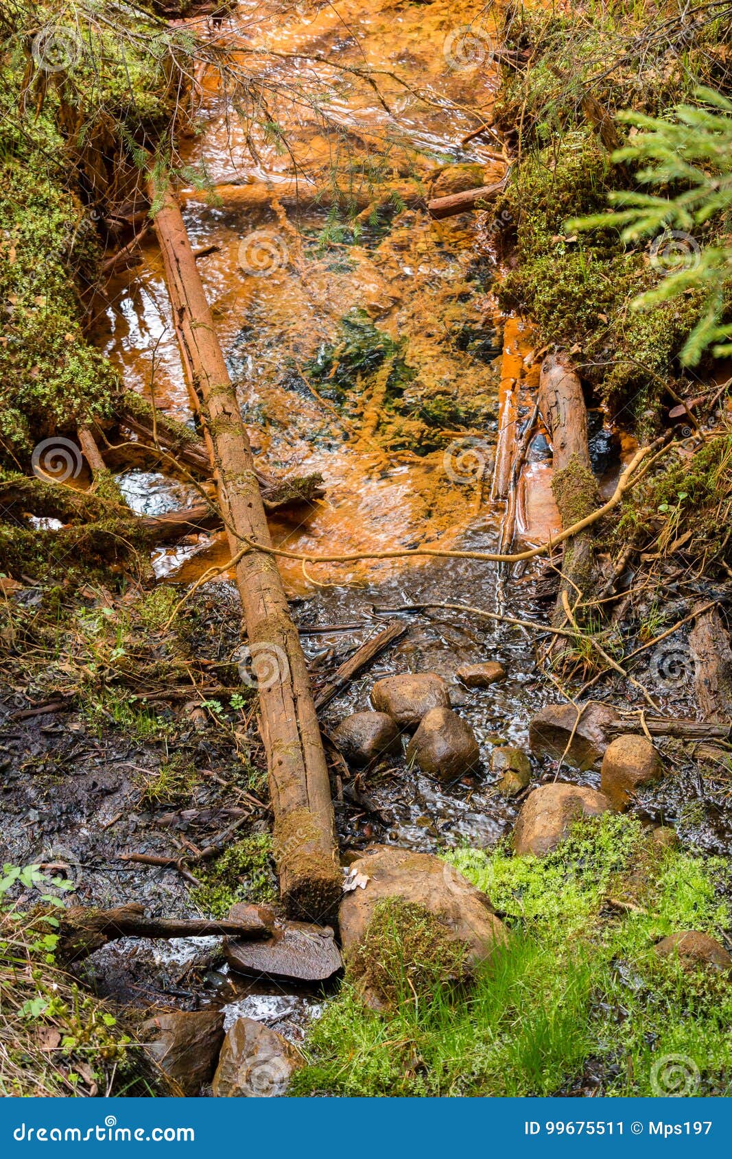 Natural Spring in Nordic Forest Stock Image - Image of spring ...