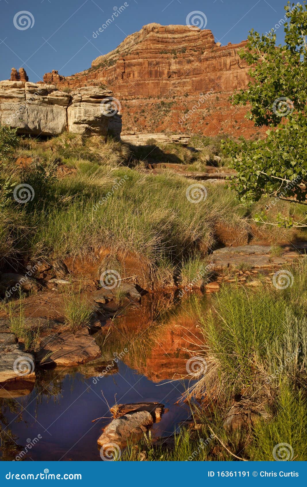 Natural Spring Oasis in the Utah Desert Stock Image - Image of desert ...