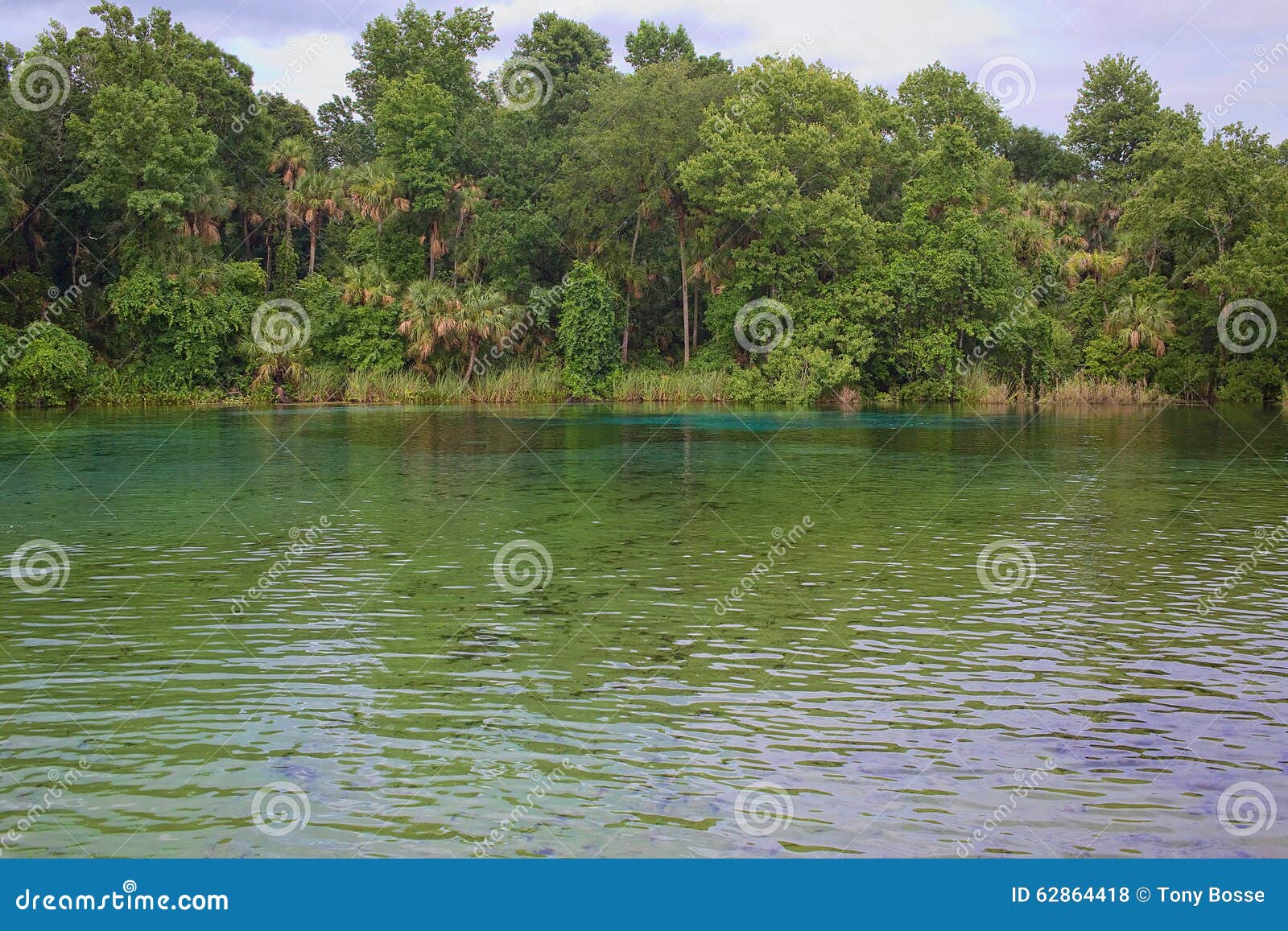 Natural Spring Water stock photo. Image of conservation - 62864418