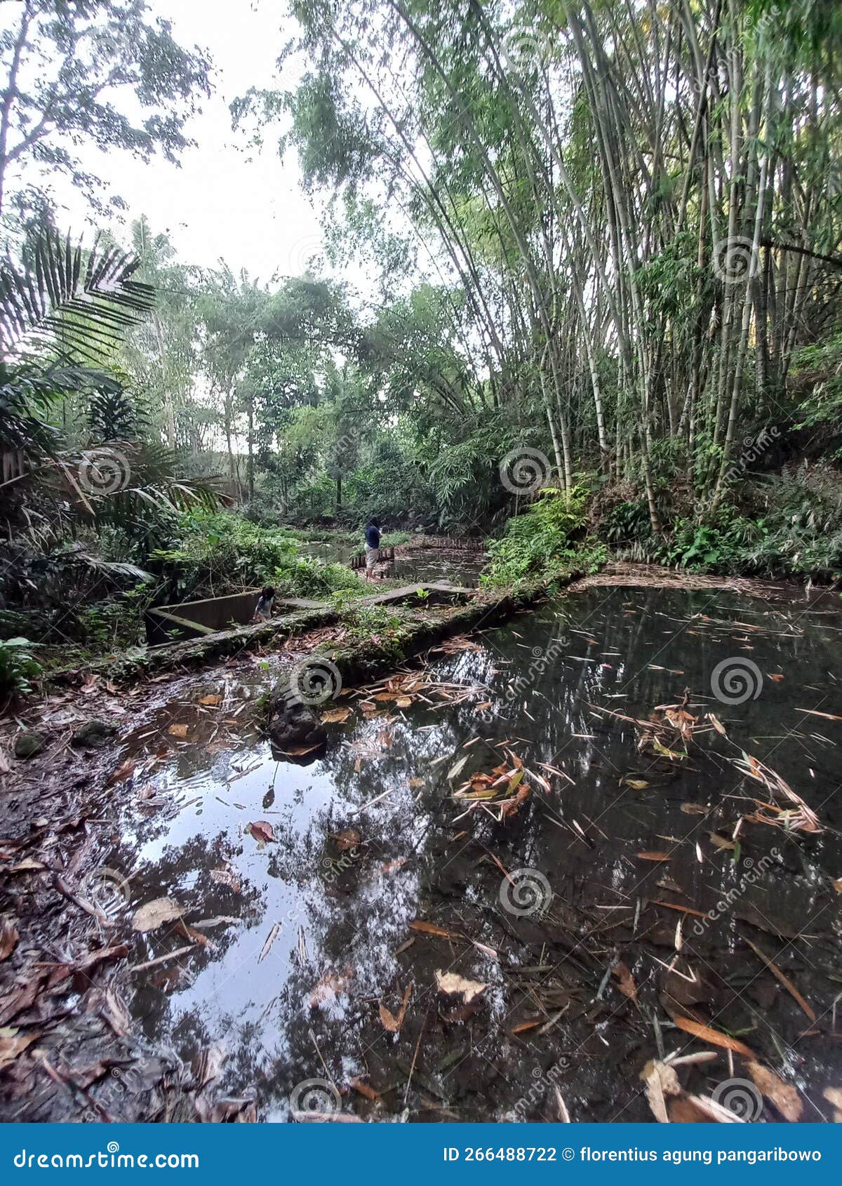Natural Springs Under Bamboo Plants Stock Photo - Image of springs ...