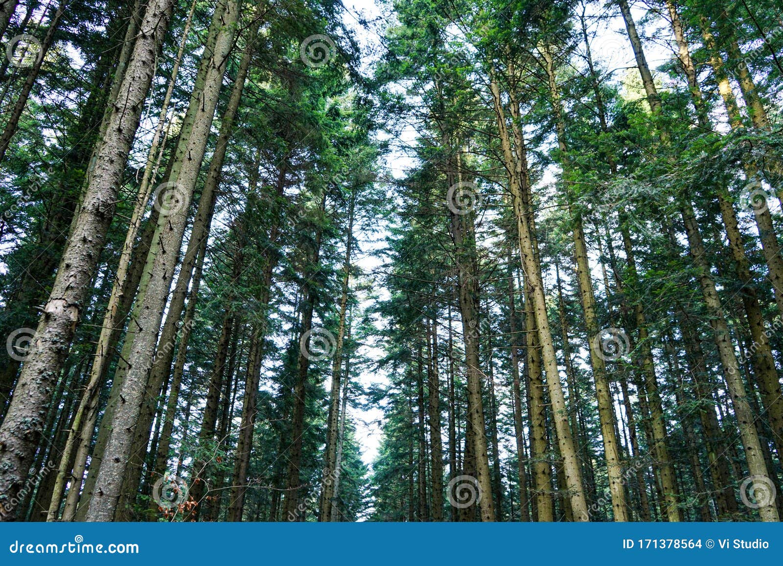 Natural Spruce Tree Forest . Stock Photo - Image of natural, moss ...