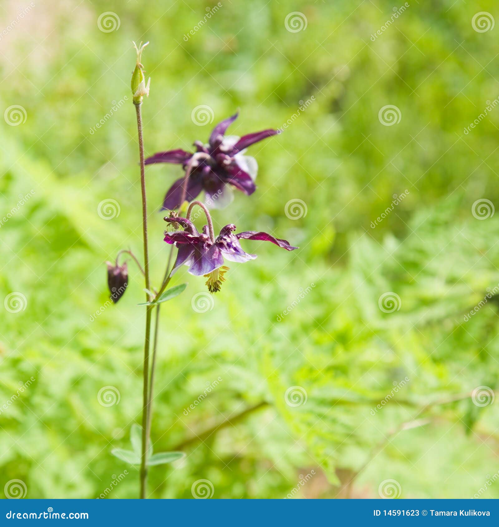 Natural square background stock image. Image of background - 14591623
