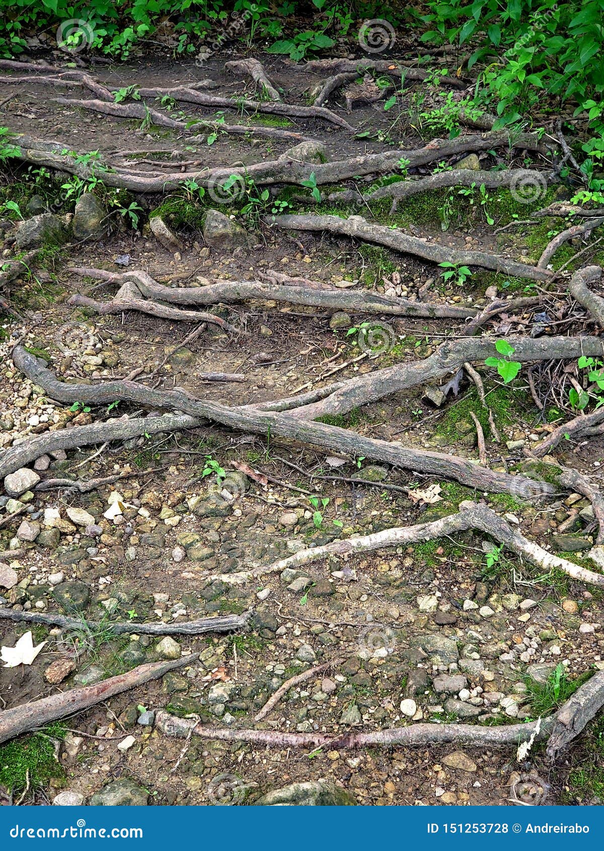 Natural Steps Tree Roots Exposed Stock Photo - Image of woods, park ...