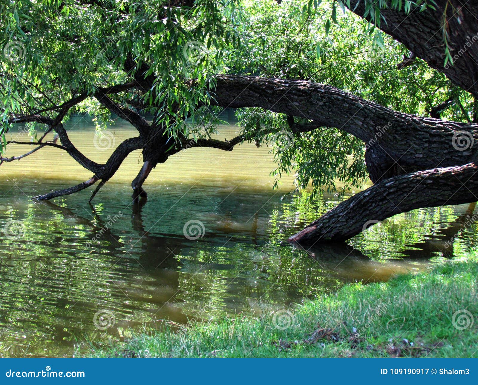 Natural Still Life with Broken Tree in Water. Old Willow Falls into a ...