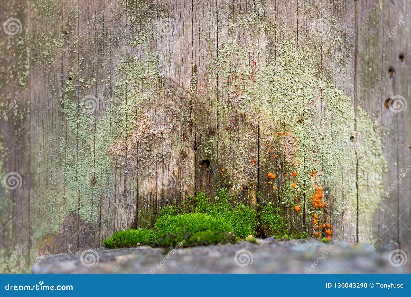Natural Still Life in the Spring Forest Stock Photo - Image of fresh ...