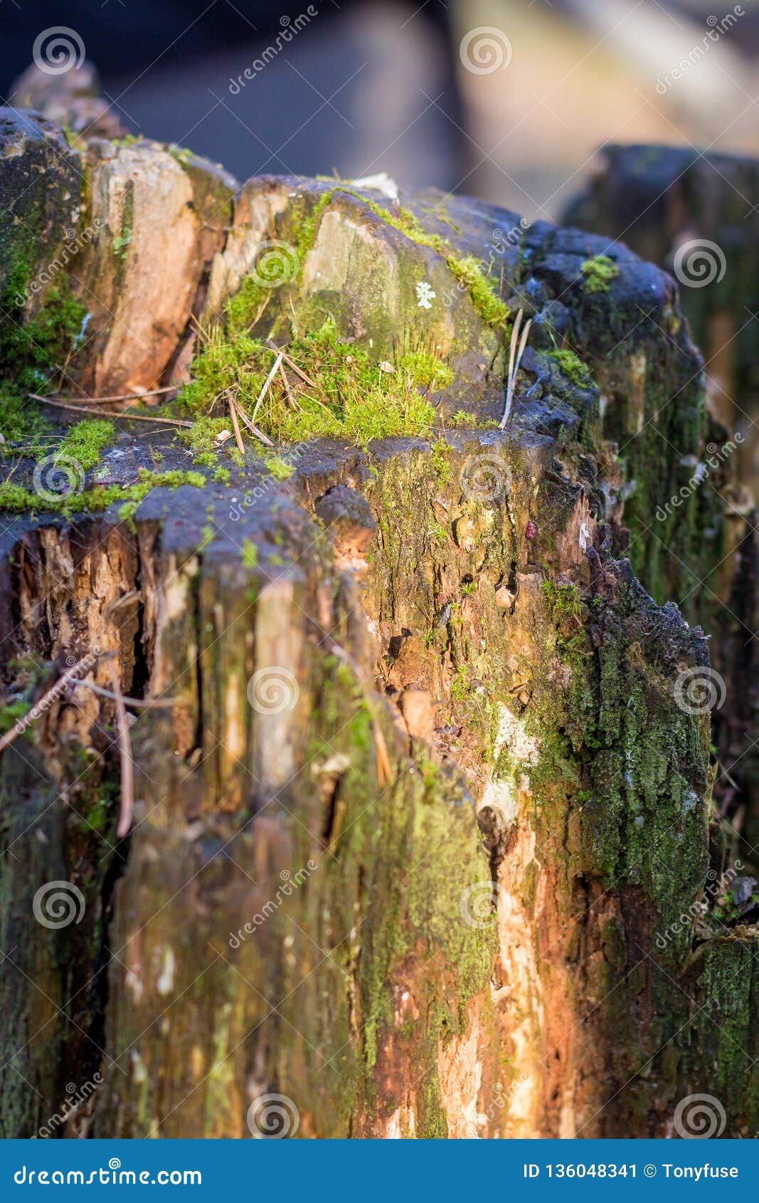 Natural Still Life in the Spring Forest Stock Image - Image of flora ...