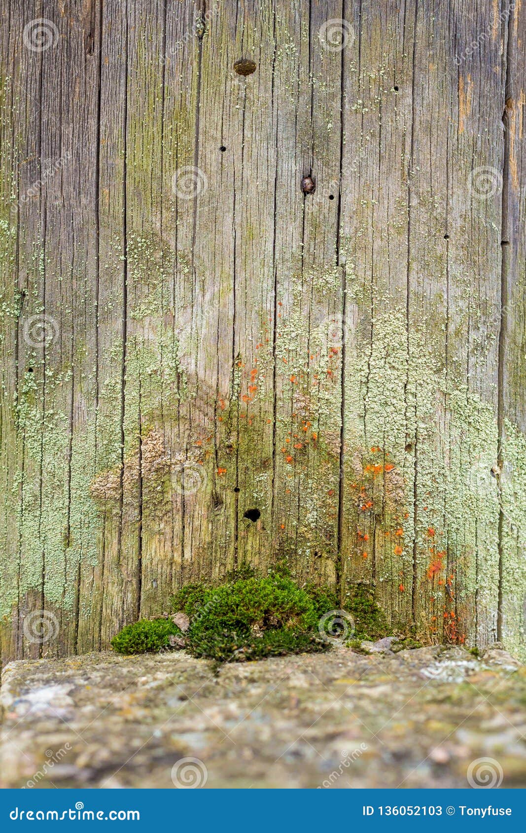Natural Still Life in the Spring Forest Stock Image - Image of growth ...