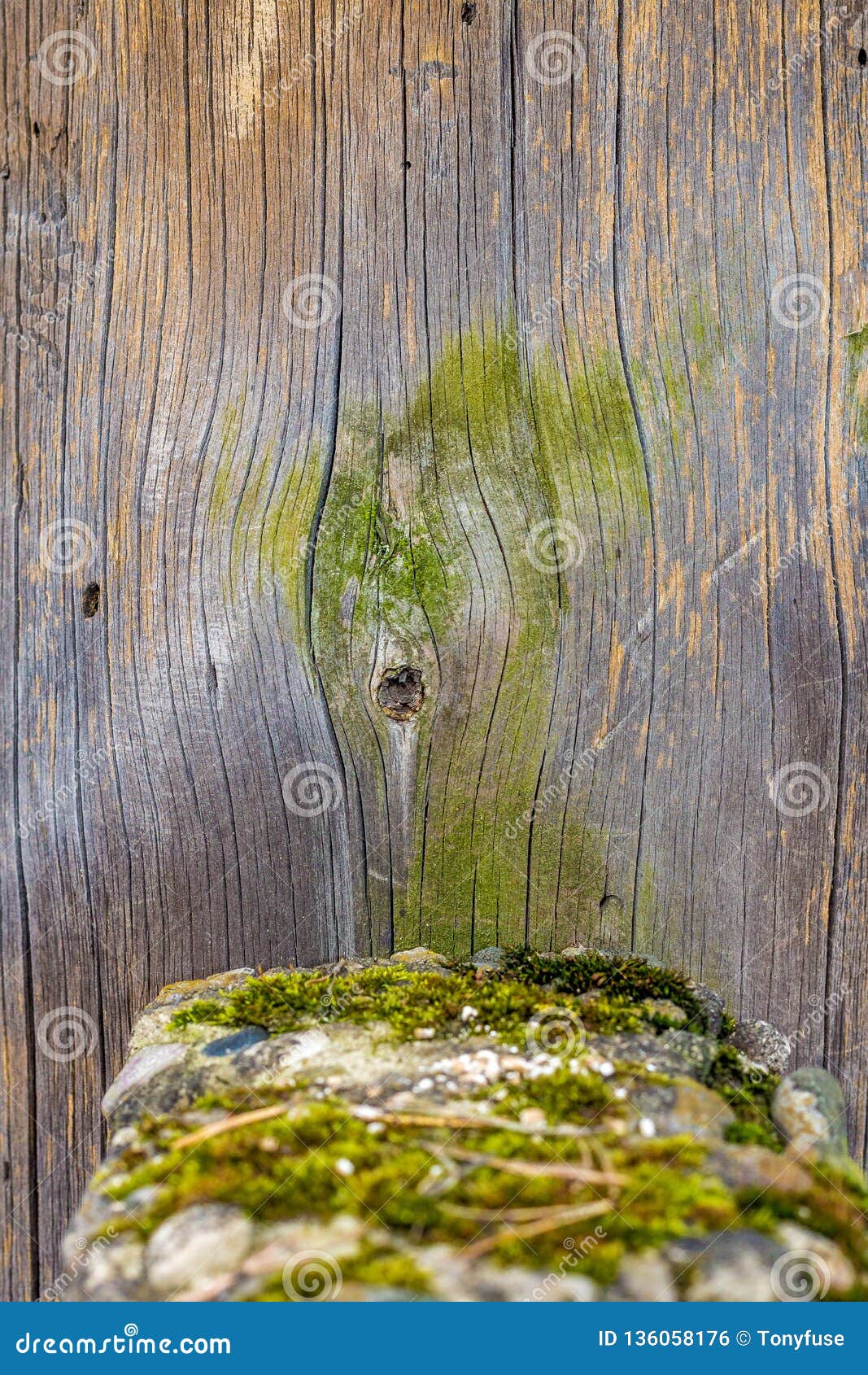 Natural Still Life in the Spring Forest Stock Photo - Image of growth ...
