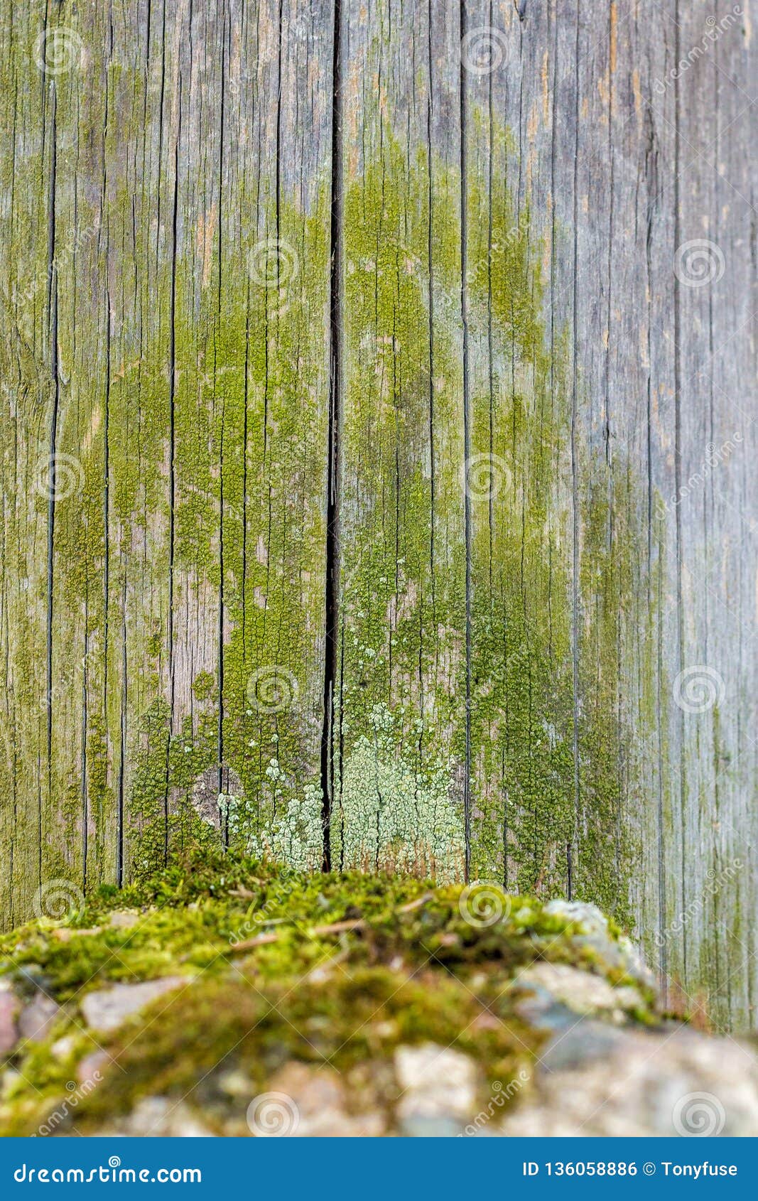 Natural Still Life in the Spring Forest Stock Photo - Image of green ...