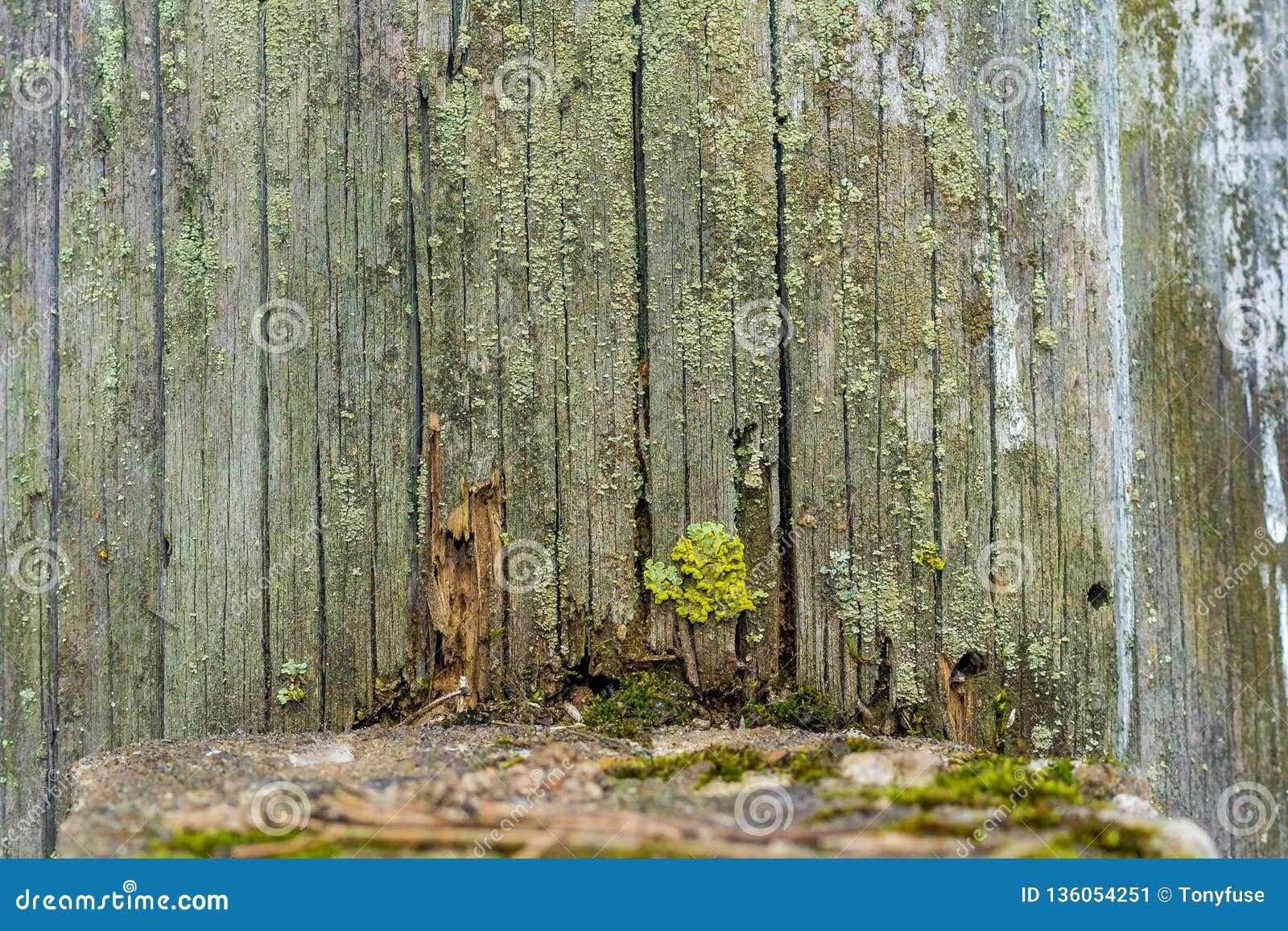 Natural Still Life in the Spring Forest Stock Image - Image of design ...