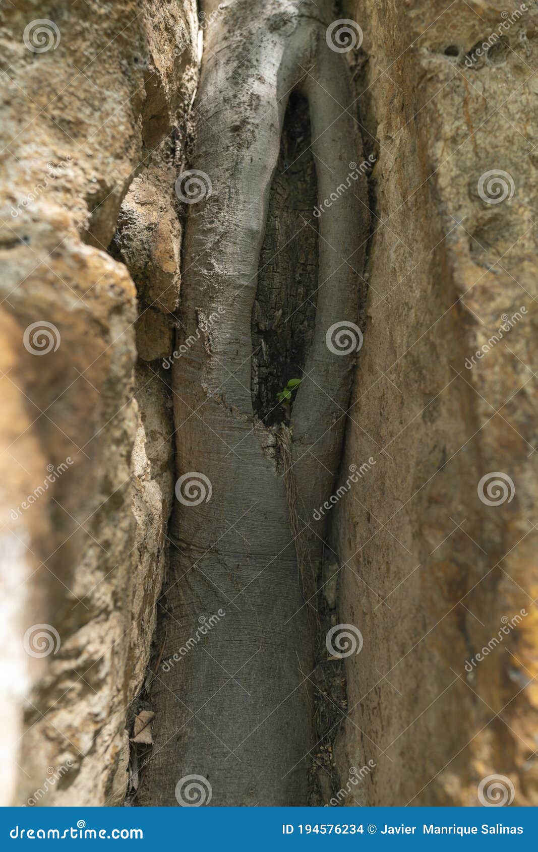 Stone Texture and Tree Trunk for Graphic Resource Stock Photo - Image ...
