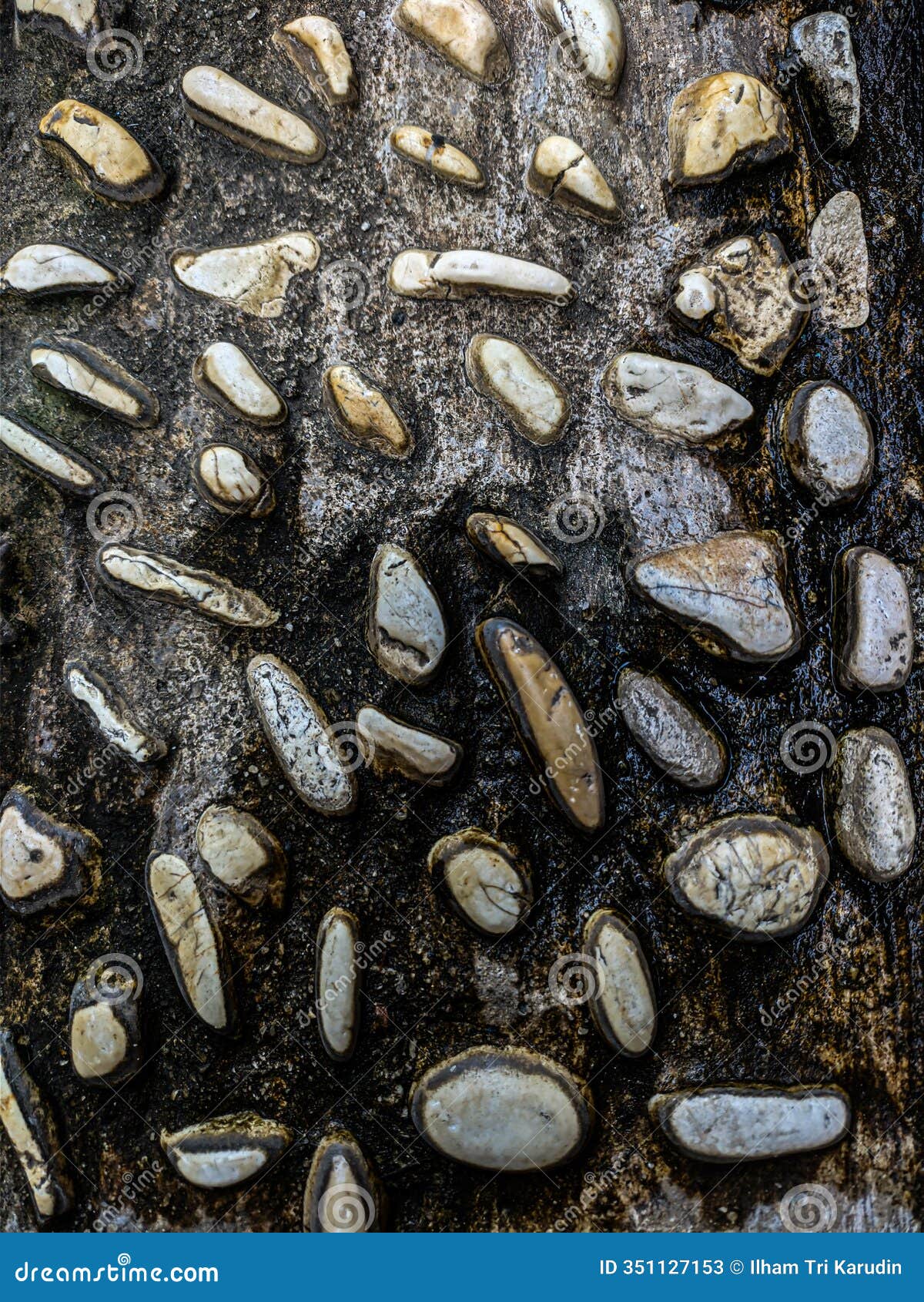 Natural Stone Pattern Embedded in Concrete Surface with Earthy Tones ...