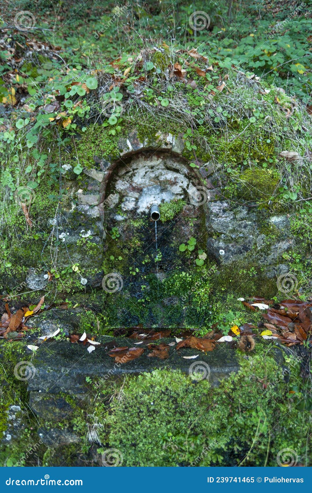 Natural Stone Spring Water Source with Moss and Vegetation in Autumn ...