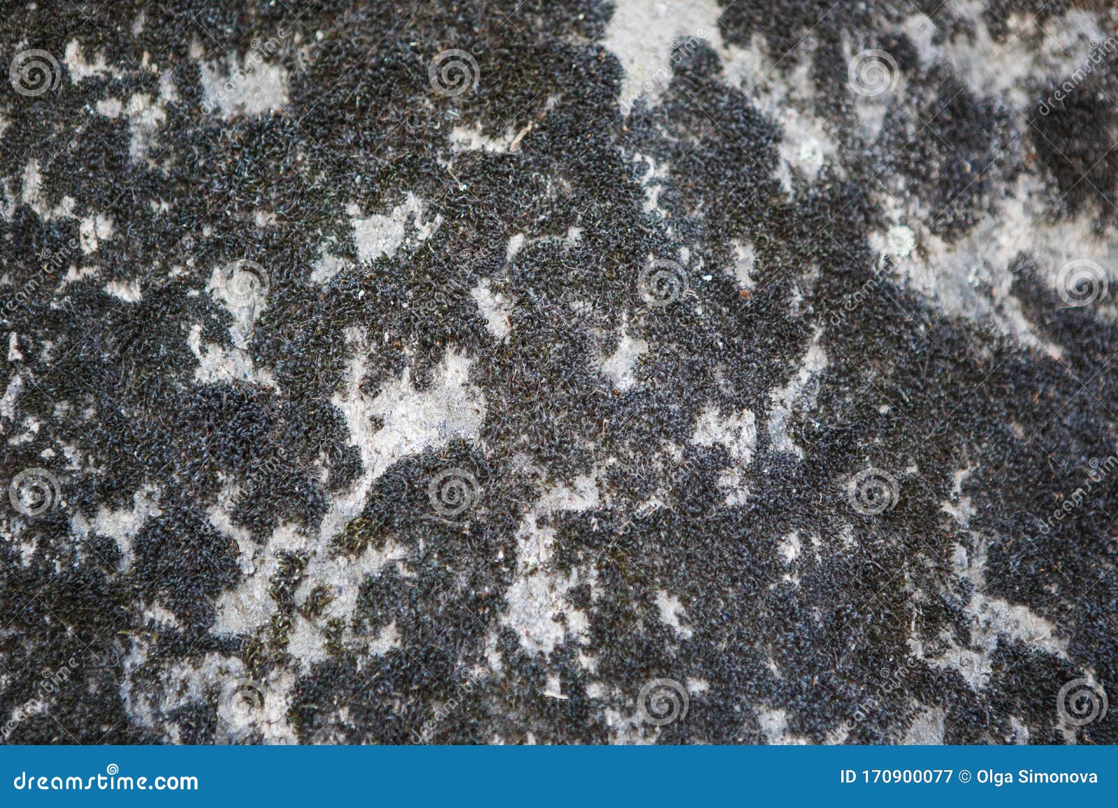 Natural Stone Texture with Moss and Shadow Pattern. Stock Image - Image ...