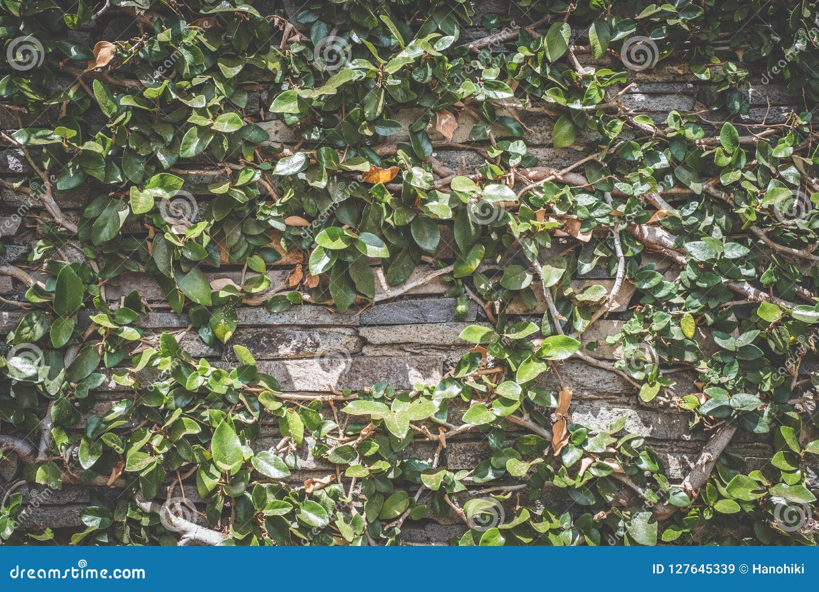 Natural Stone Wall Overgrown with Plants - Garden Background Stock ...