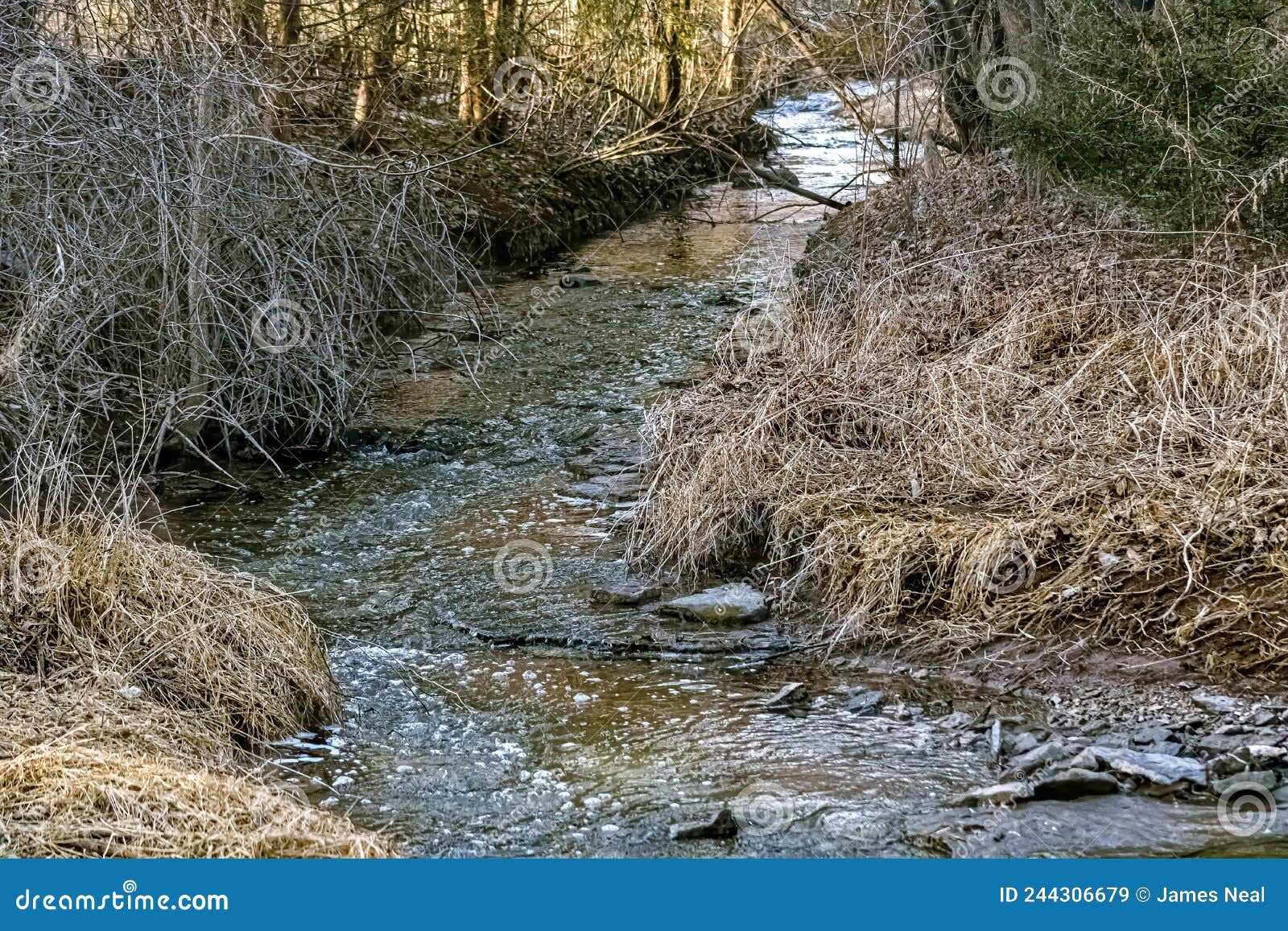 A Natural Stream in the Forest Stock Image - Image of environment, wild ...