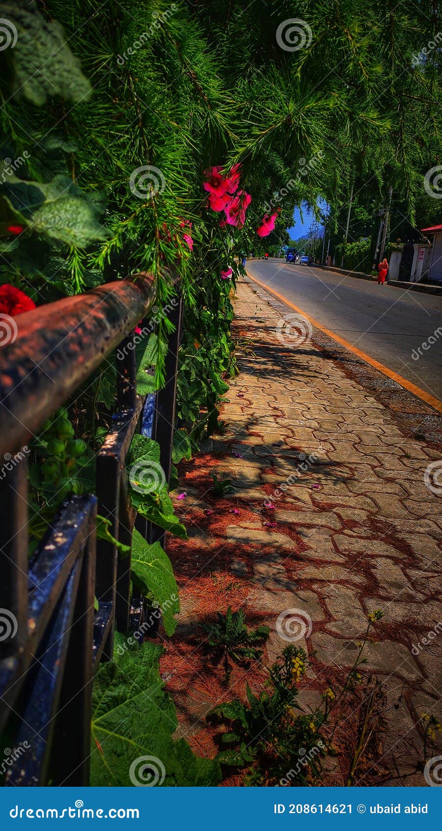 Natural street path stock image. Image of nature, street - 208614621