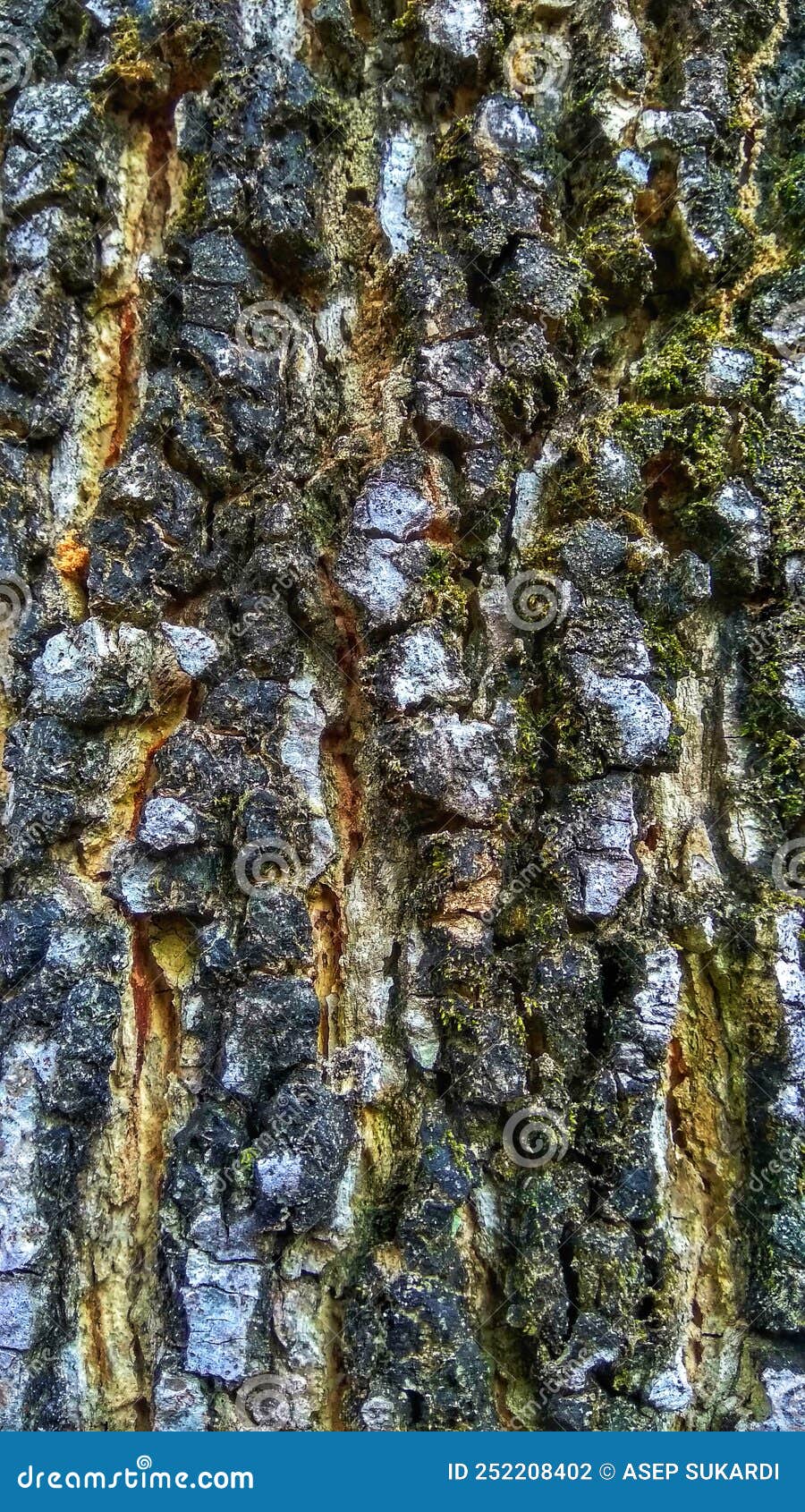 Natural Striped Tree Bark Texture Forms Beautiful Strokes or Curves ...