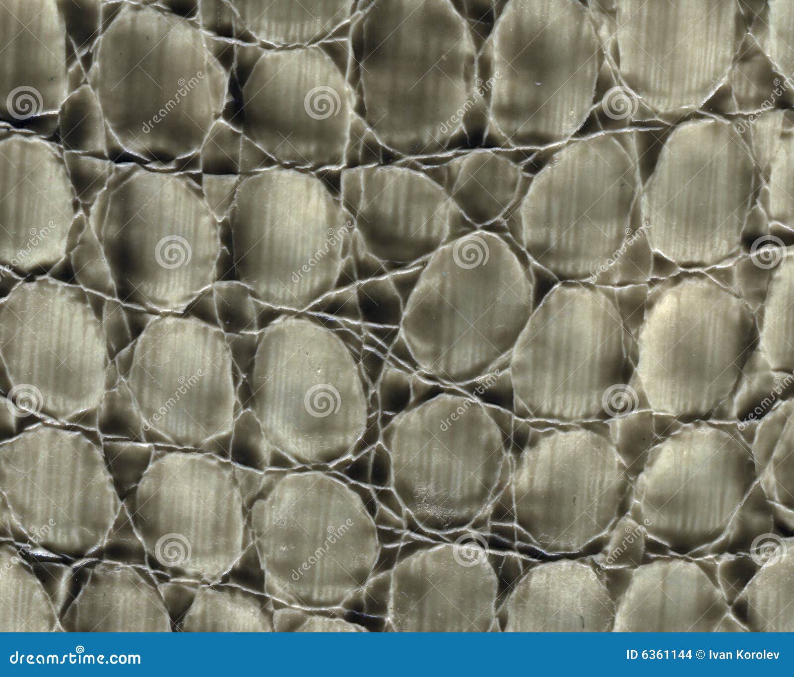 Natural structure stock photo. Image of texture, detail - 6361144