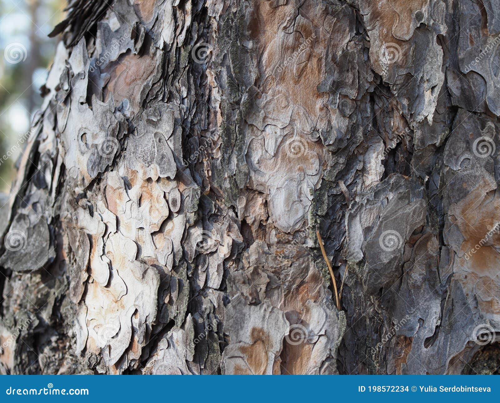 Natural Structure of the Bark of a Pine Tree Stock Photo - Image of ...