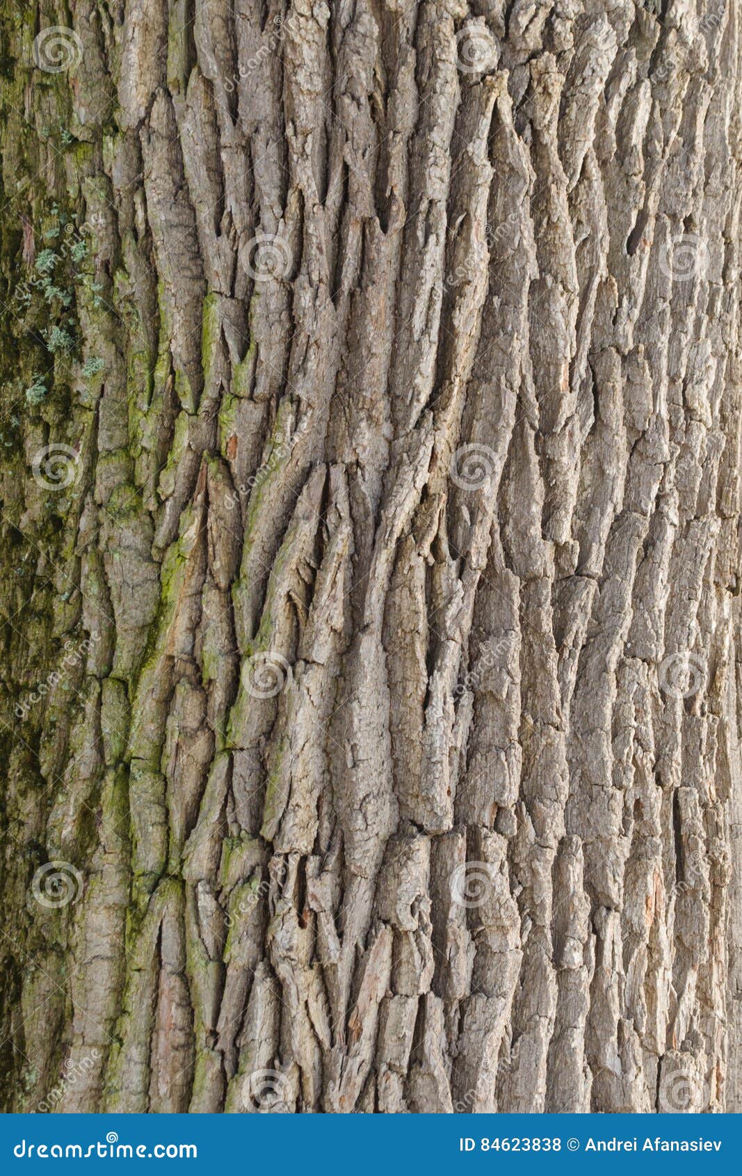 Natural Structure of the Bark Tree Stock Photo - Image of close ...