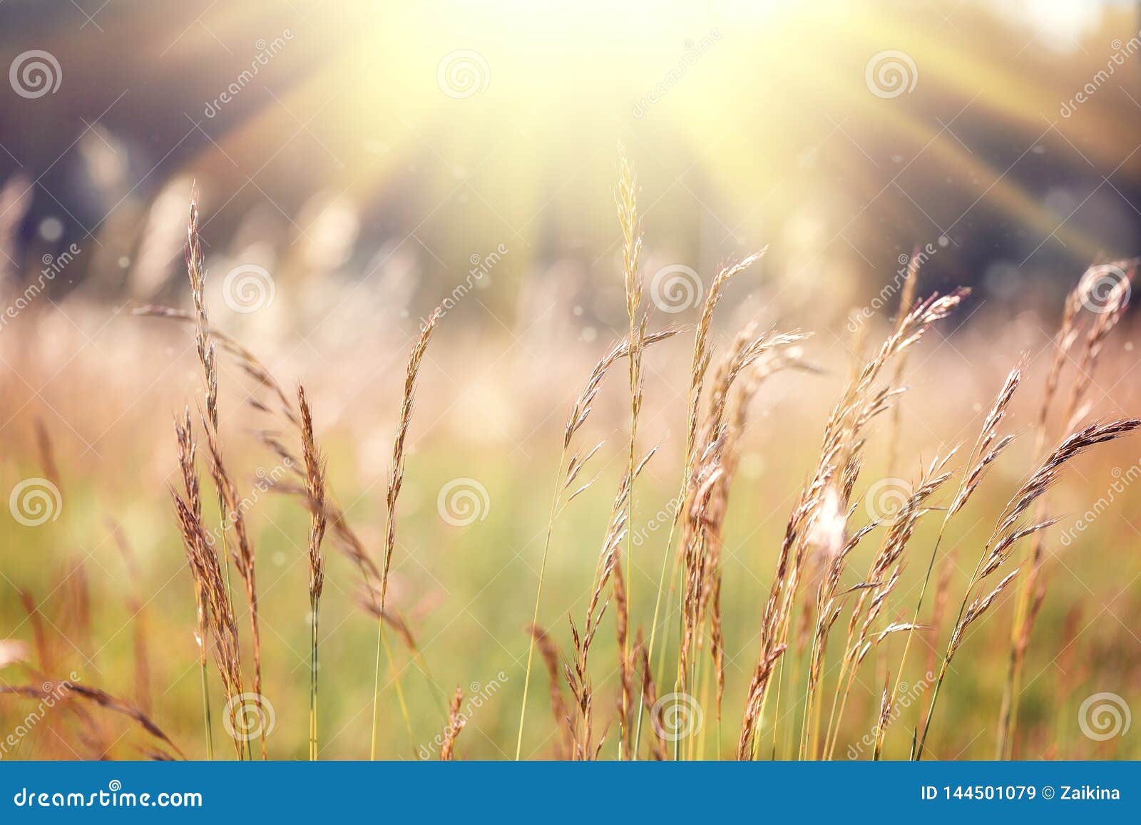 Natural Summer Background in the Morning Sun Rays with Soft Blurred ...