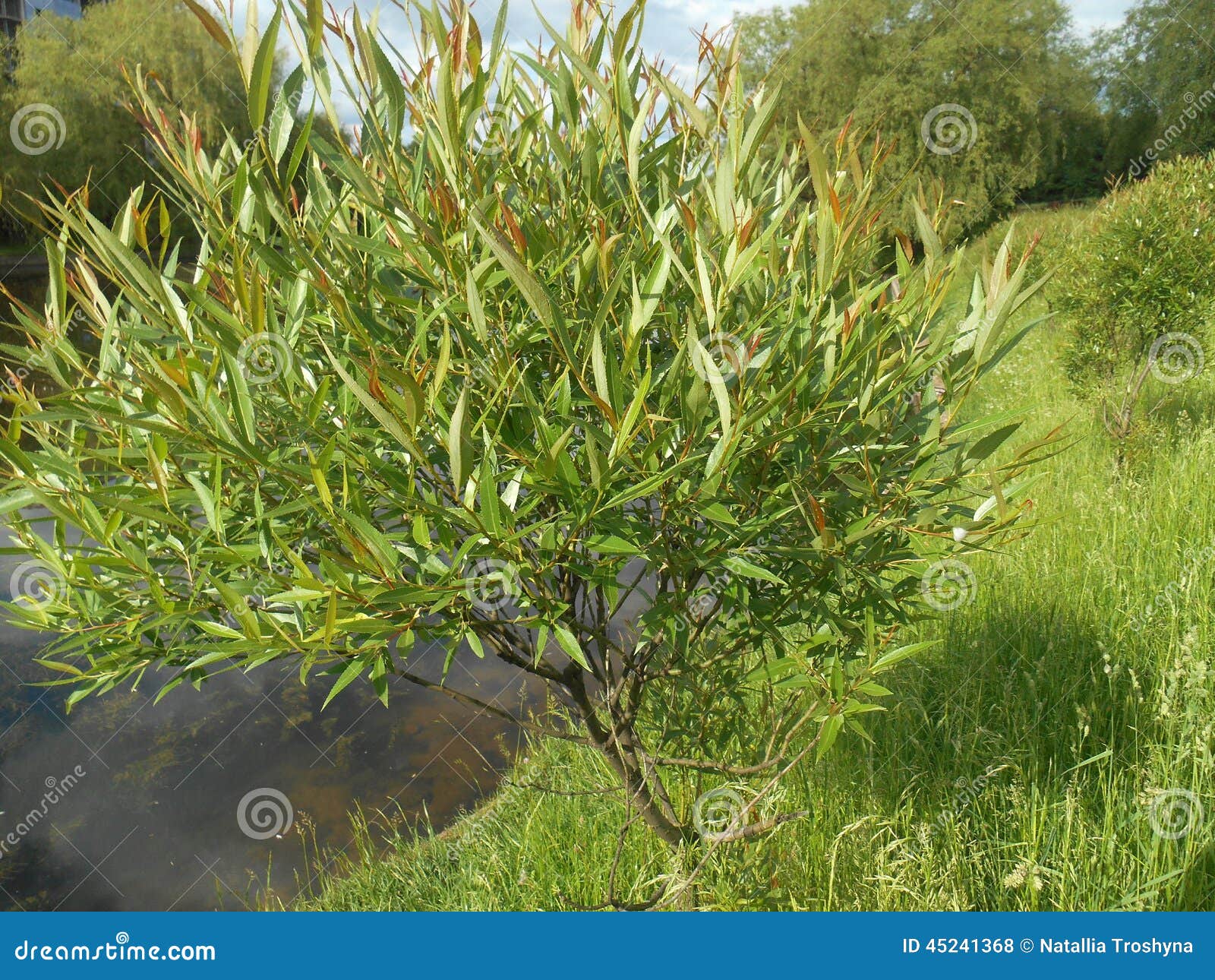 Natural Summer Landscape Willow Tree on the Lake Stock Photo - Image of ...