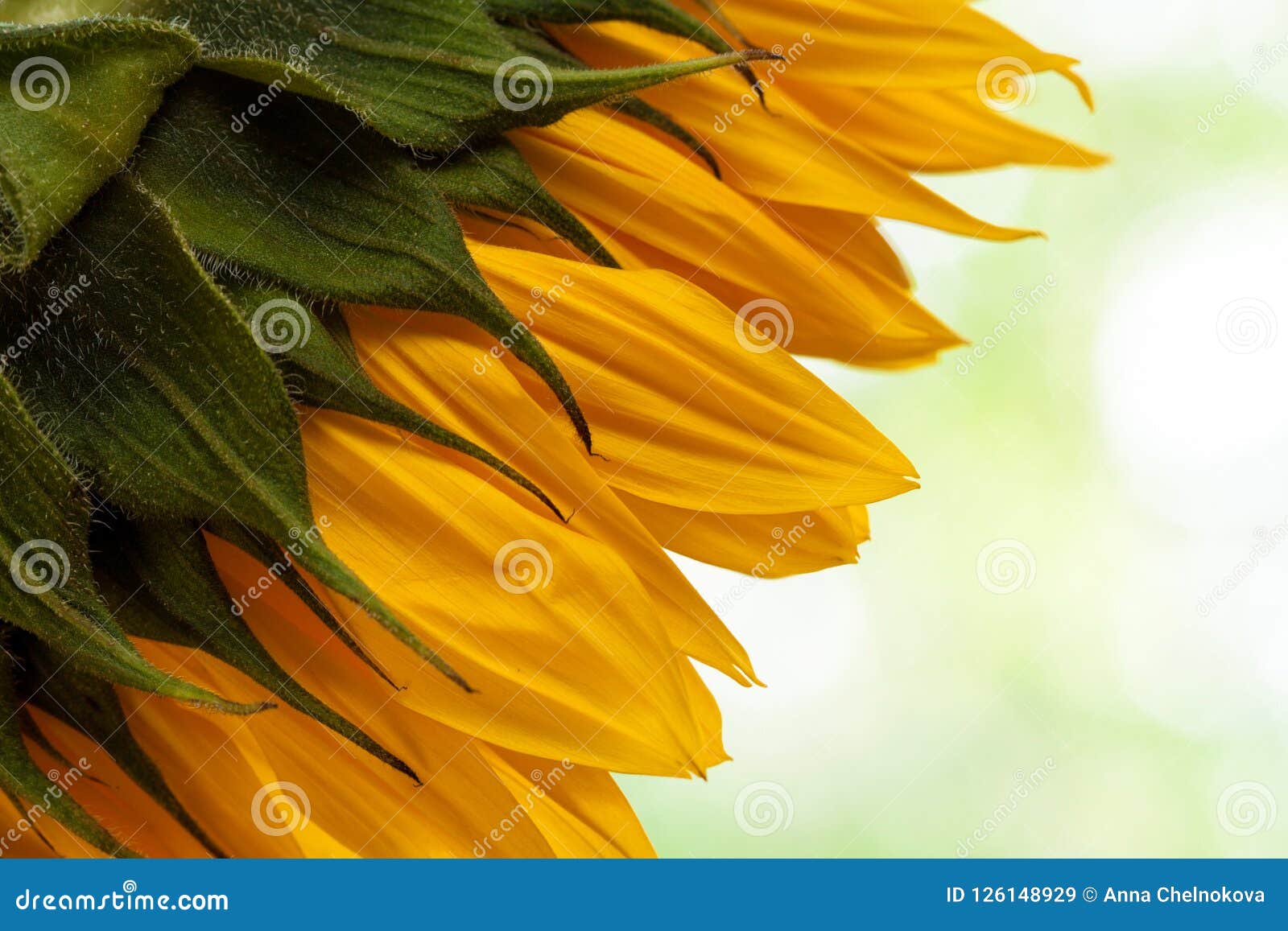 Natural Sunflower Background. Stock Image - Image of autumn, plant ...