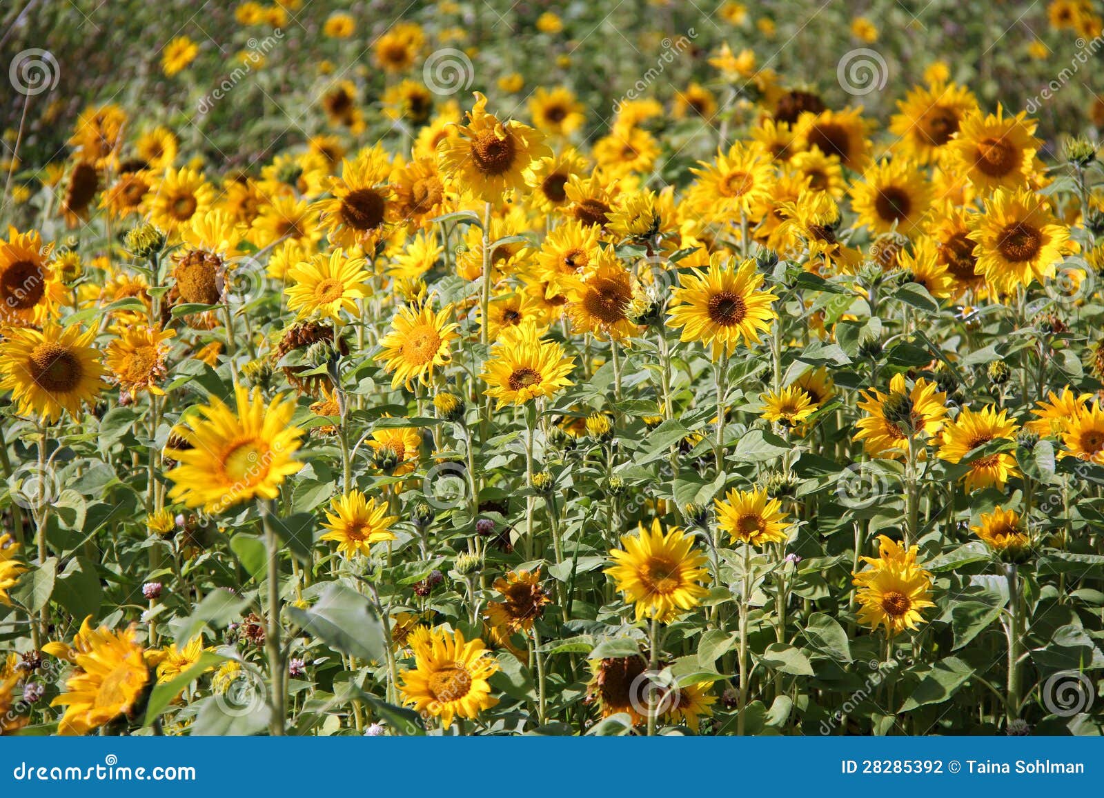 Natural Sunflower Field stock photo. Image of green, nature - 28285392