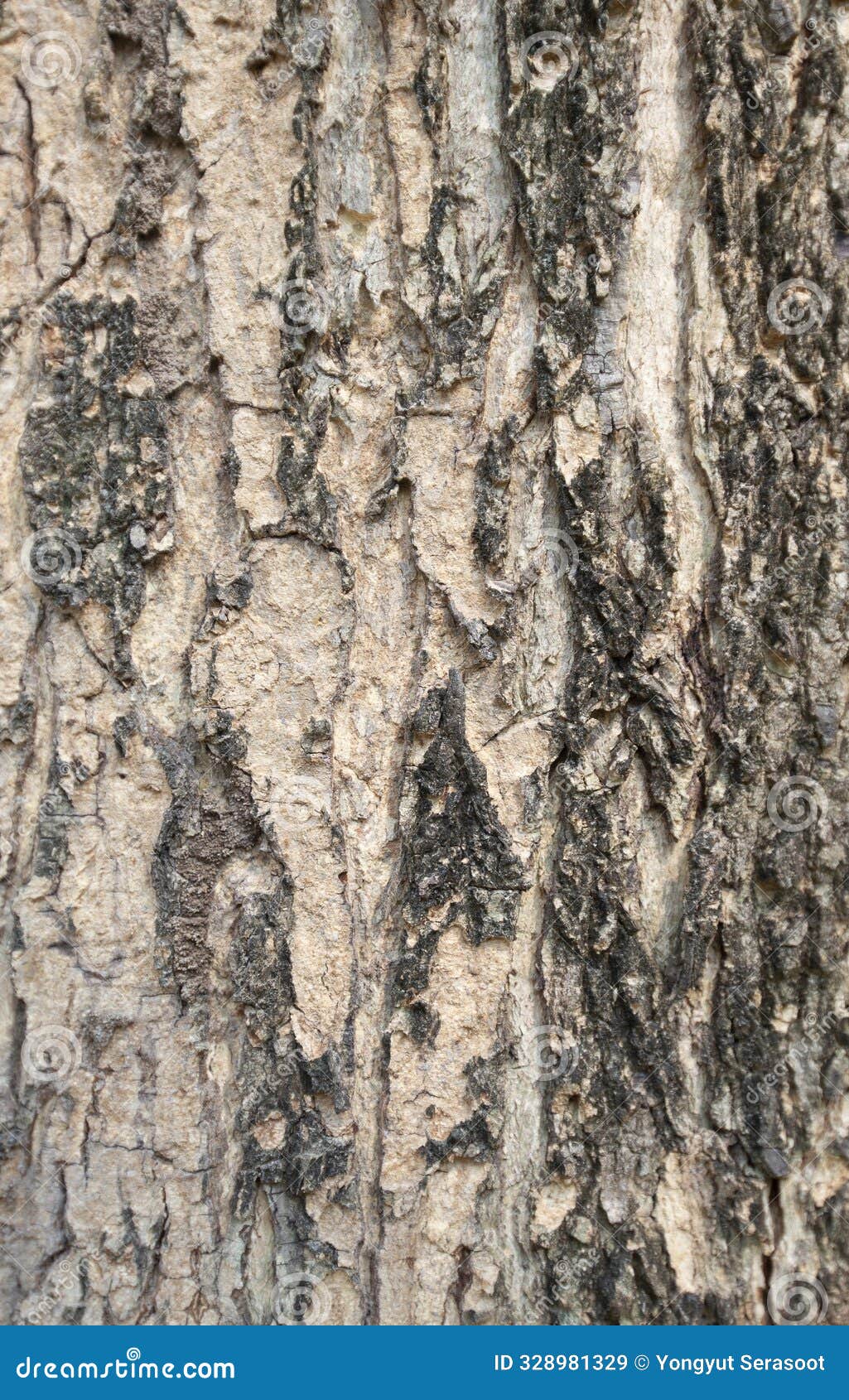 Natural Surface Bark of Tree Skin Stock Image - Image of breach, leak ...