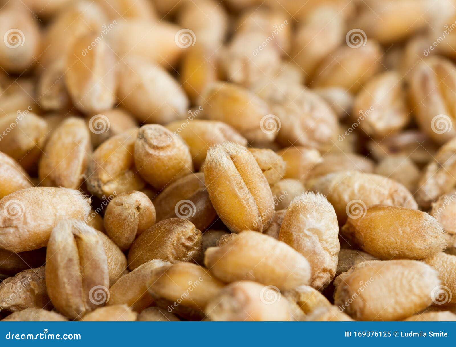 Surface of ripe grain stock image. Image of field, closeup - 169376125