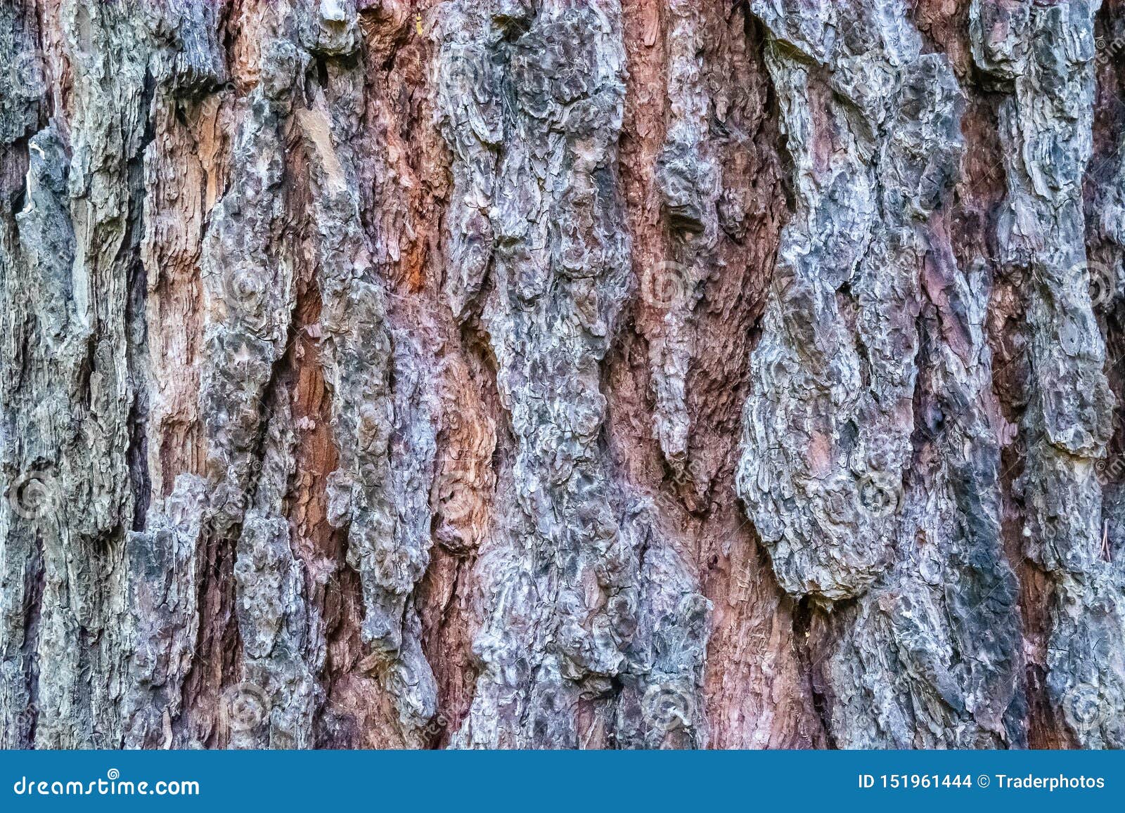 Background Pattern of Natural Tree Bark Texture. Stock Photo - Image of ...