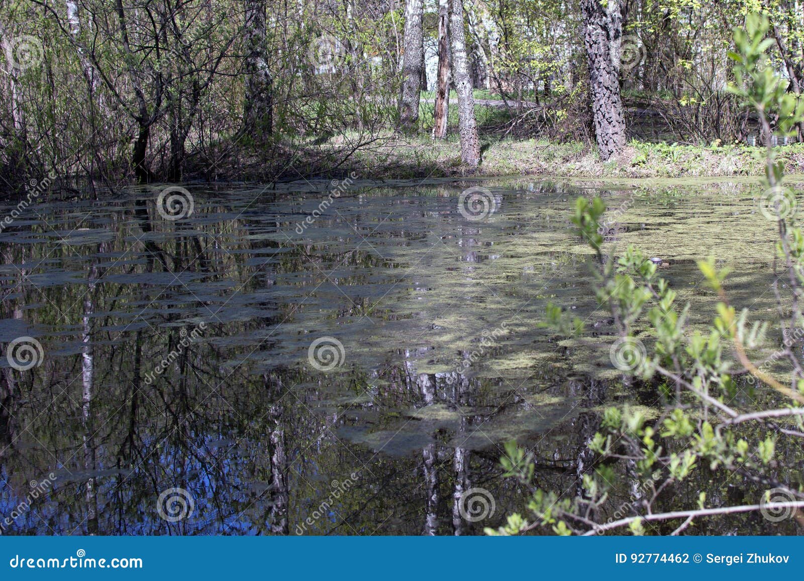 Natural swamp pond stock photo. Image of aquatic, abstract - 92774462