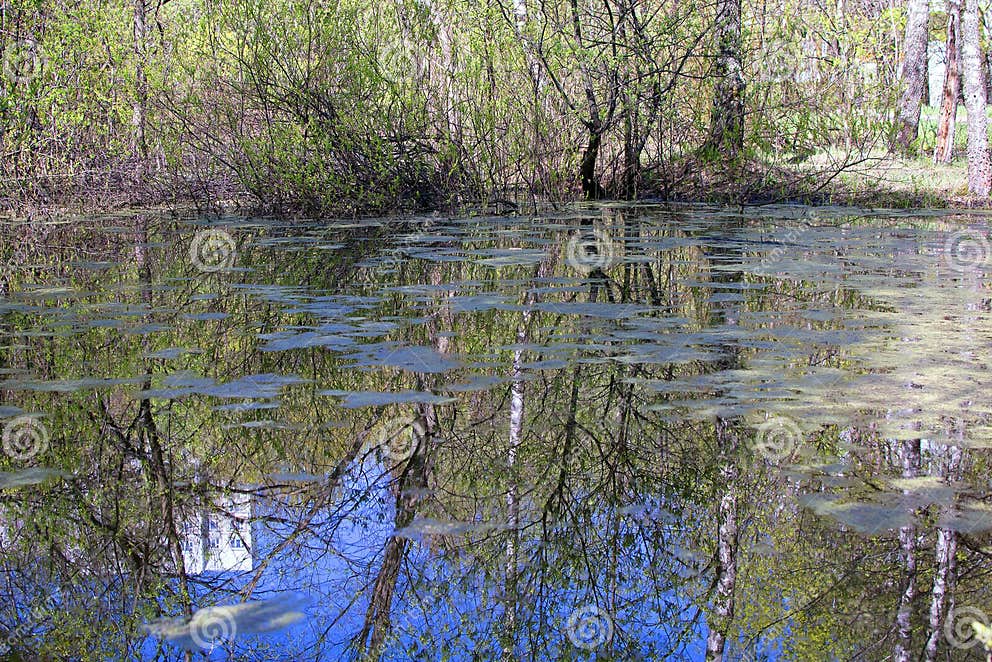 Natural swamp pond stock photo. Image of ecology, closeup - 92774466